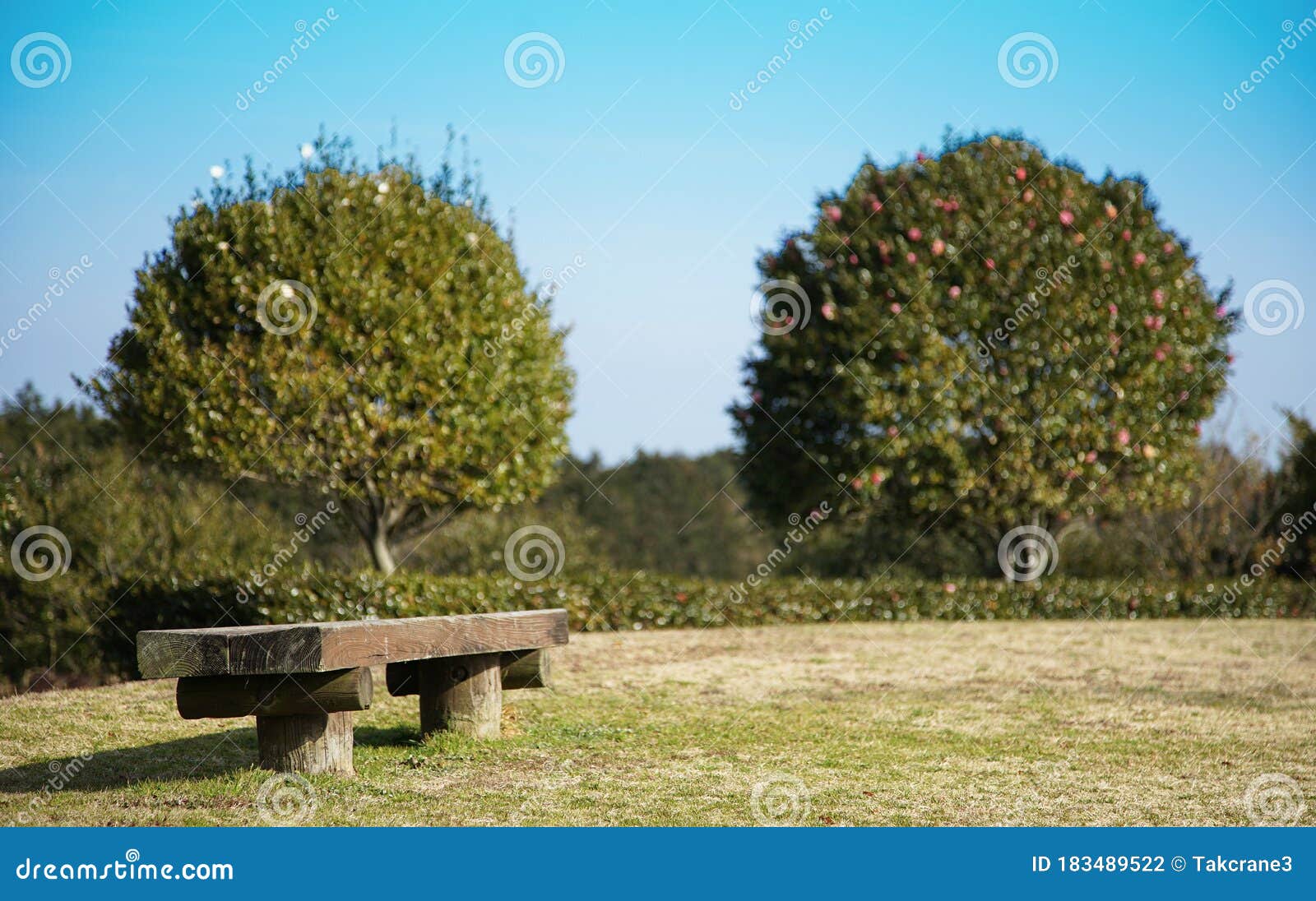 Scenery of the park stock photo. Image of japan, bench - 183489522