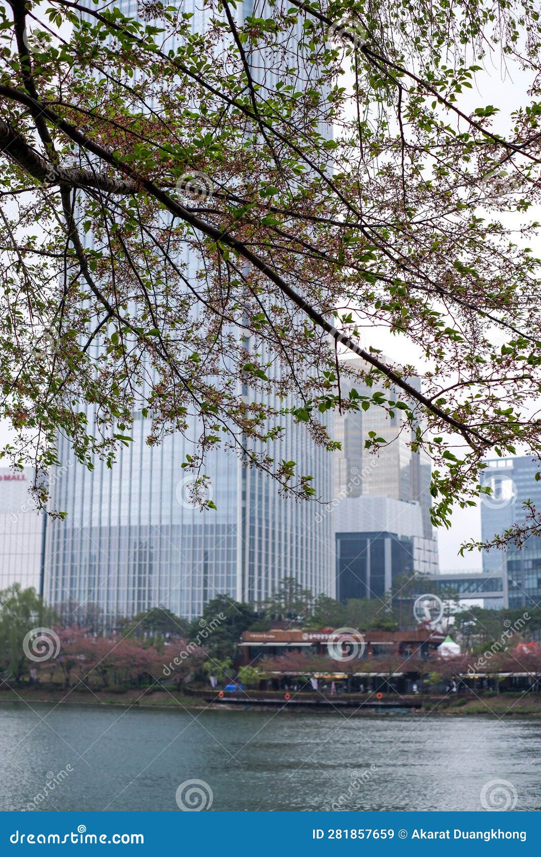 Scenery with Cherry Blossom Trees Along the River and Buildings ...