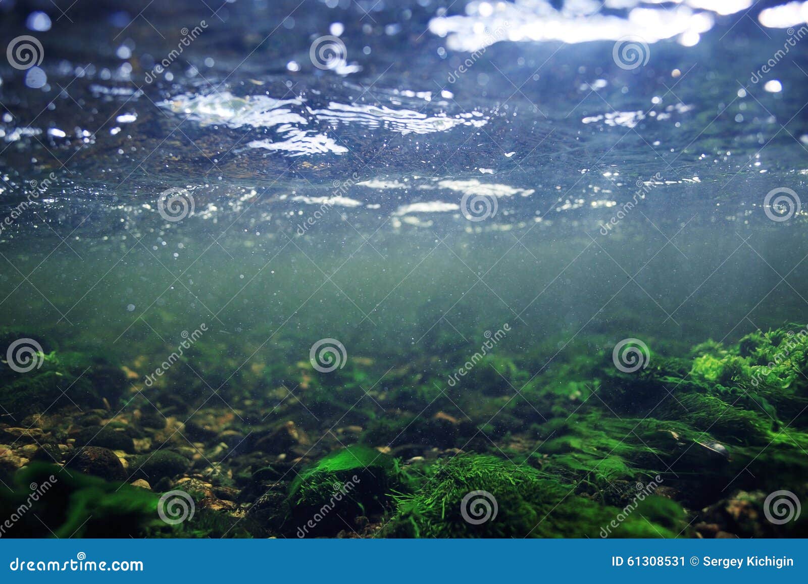 Scenery in Clear River Water Stock Image - Image of flora, clean: 61308531