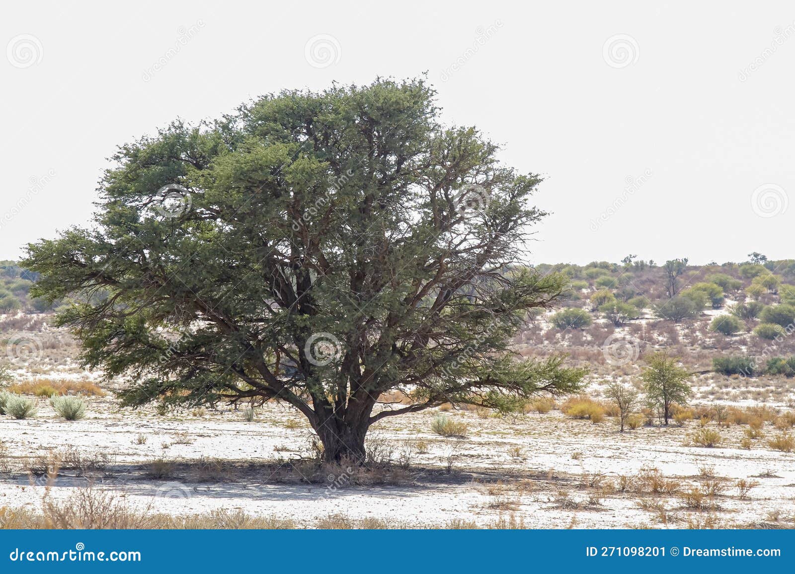 Scenery with dead tree stock image. Image of upington - 271098201