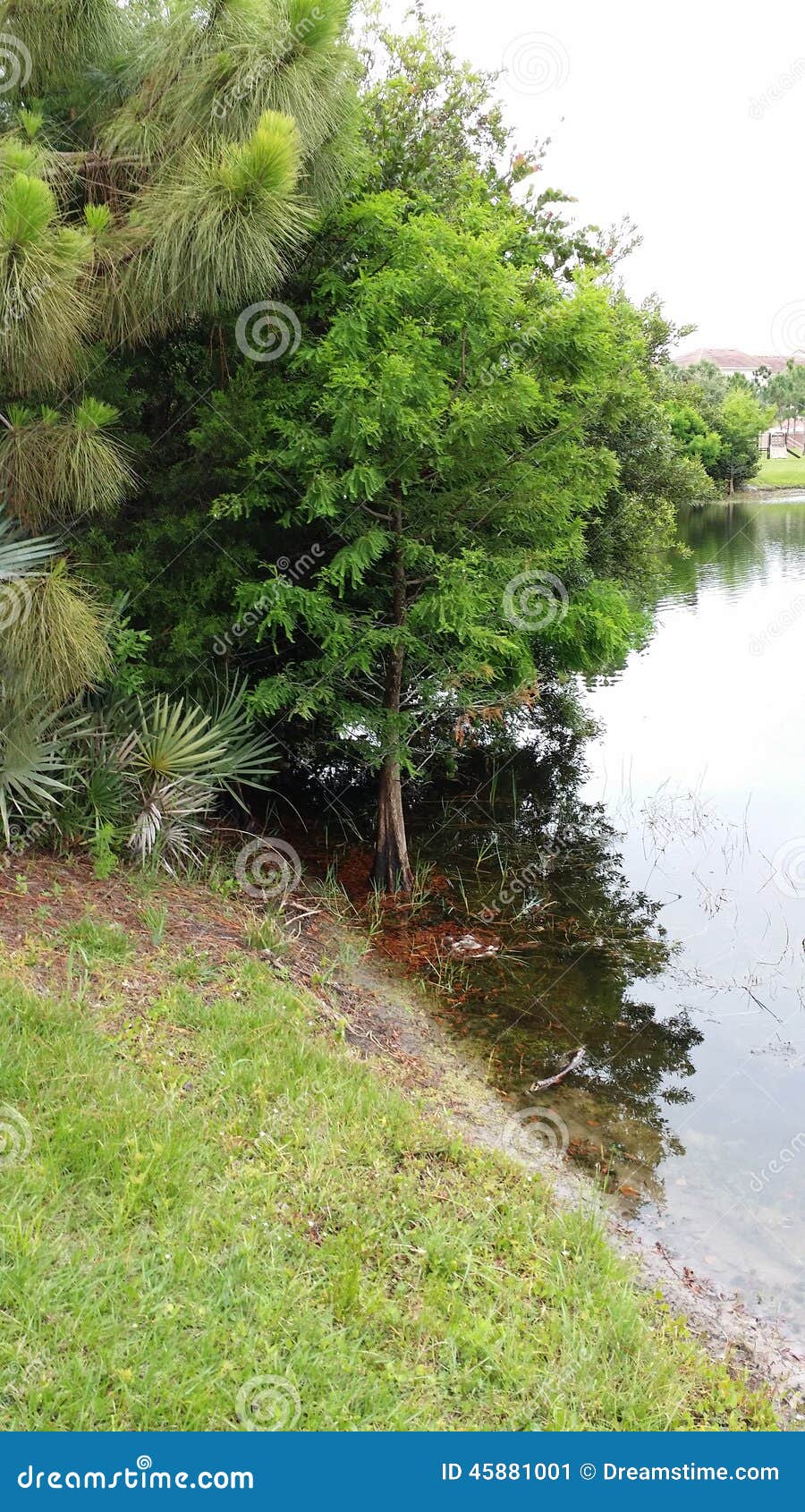Scenery stock image. Image of dynamic, trees, green, scenery - 45881001