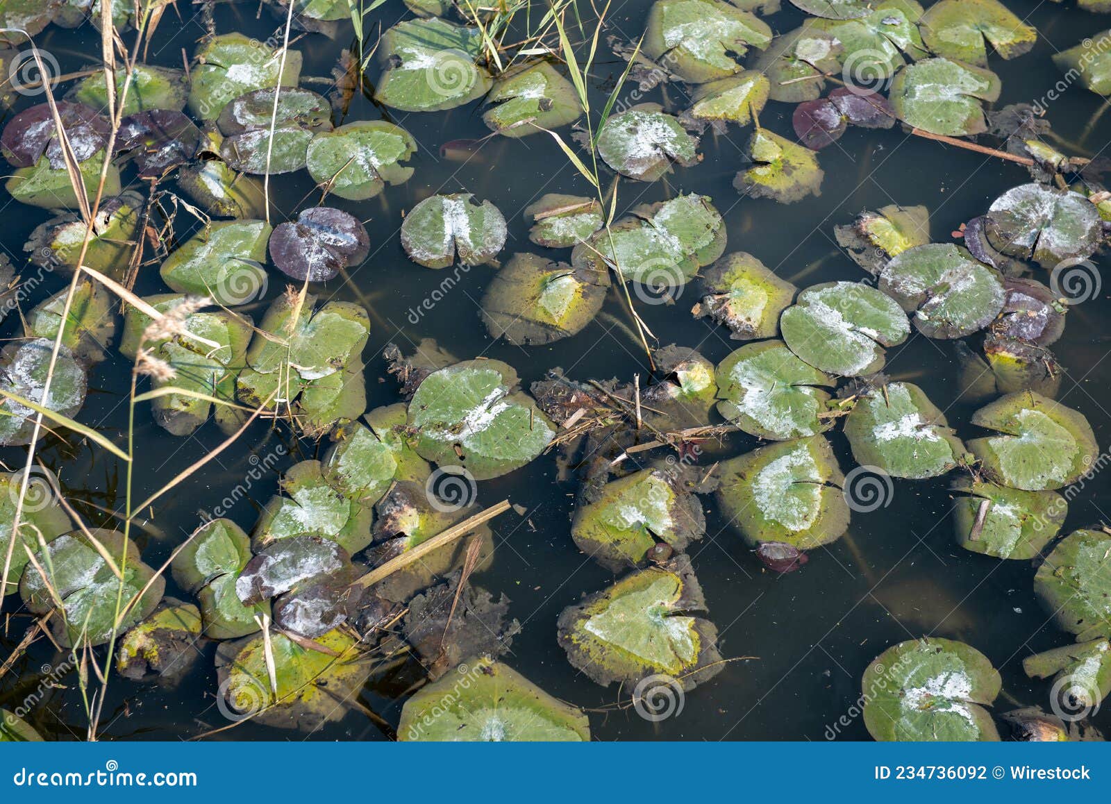 Scenery of Floating Water Nut Leaves on the Water Stock Photo - Image ...