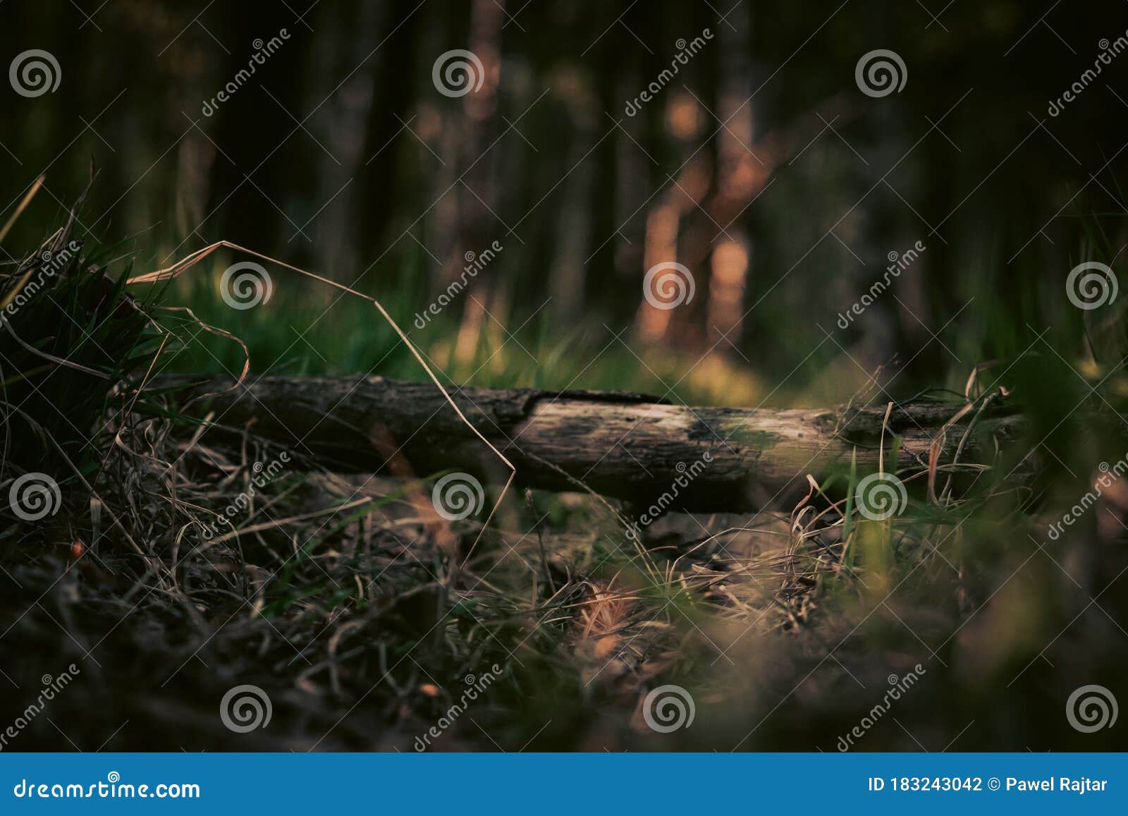 Scenery in the Forest with a Fallen Branch Stock Photo - Image of ...