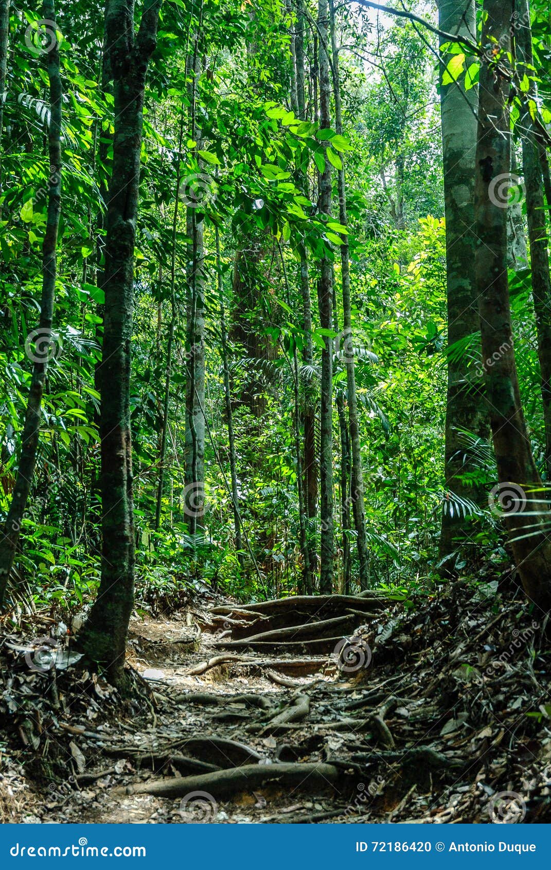 Scenery in the forest stock photo. Image of thicket, adventure - 72186420