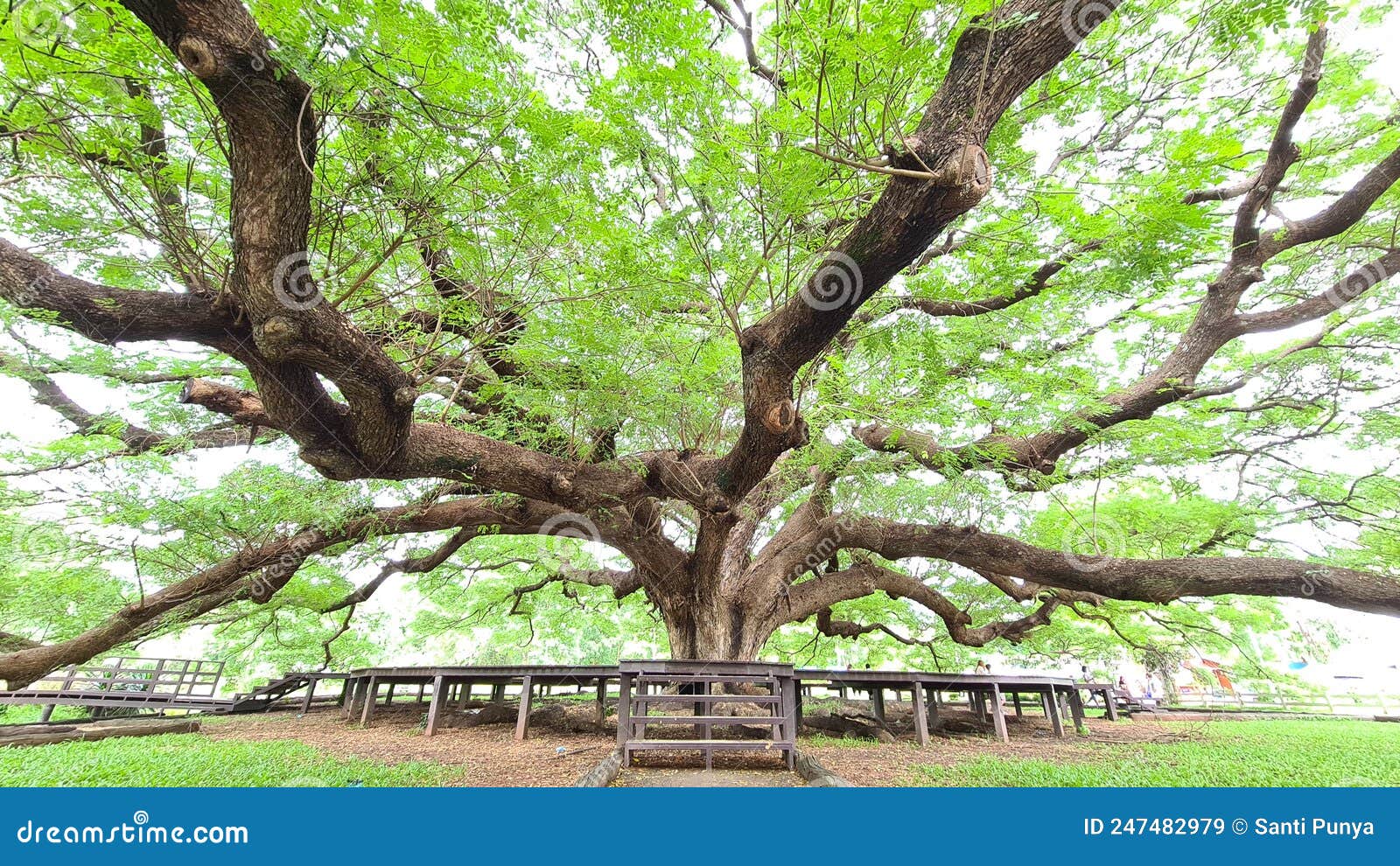 Scenery of Giant Tree , Samanea Saman (Leguminosae) or Chamchuri Tree ...