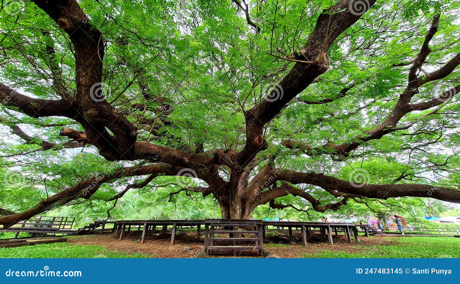 Scenery of Giant Tree , Samanea Saman (Leguminosae) or Chamchuri Tree ...