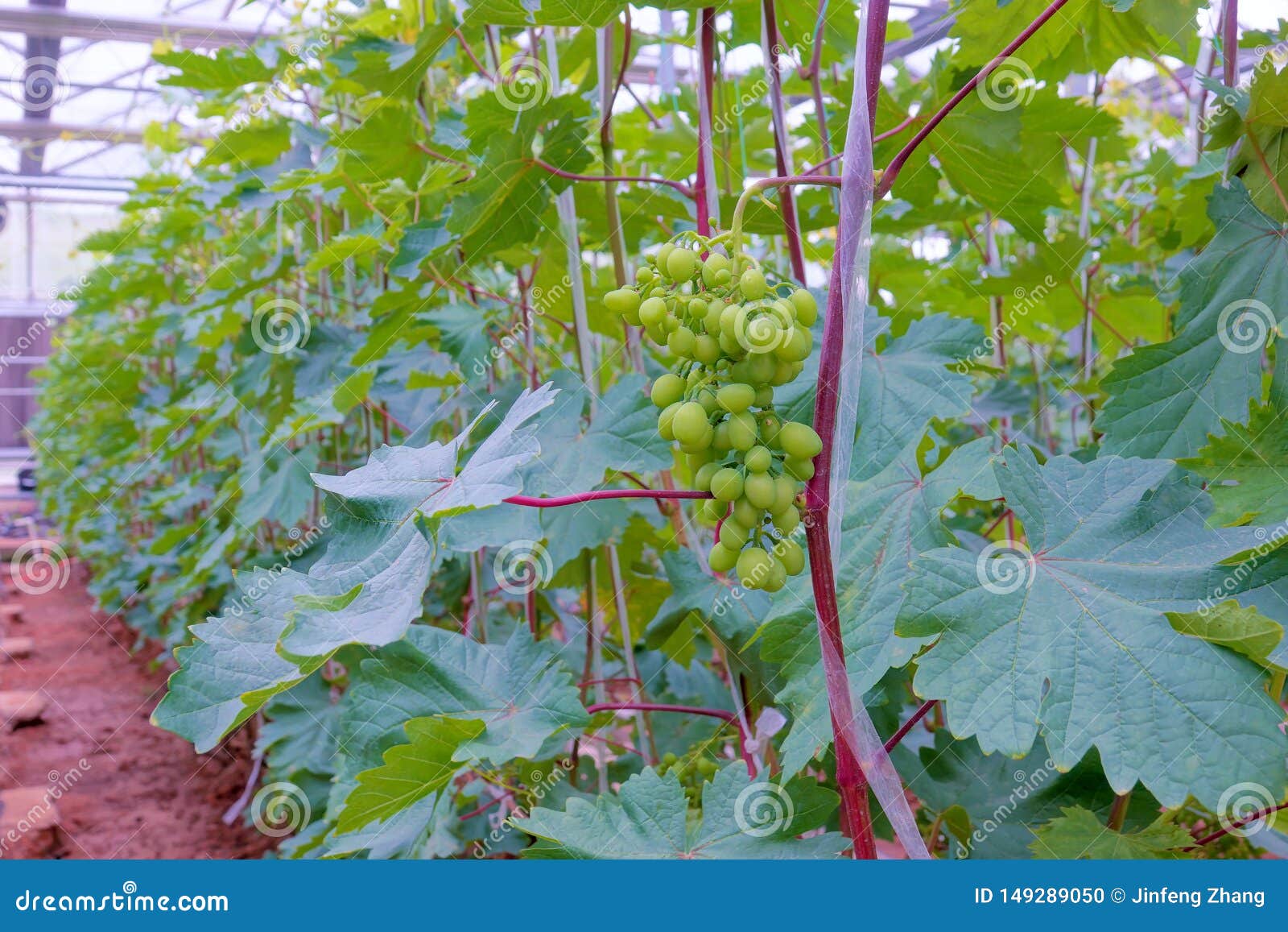 Grapery stock photo. Image of grape, nature, cropland - 149289050