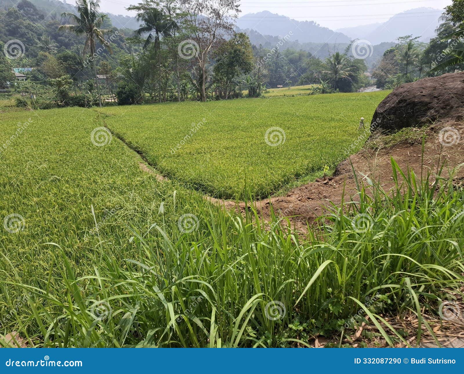 A Scenery of Green Rice Fields in a Village Stock Photo - Image of rice ...