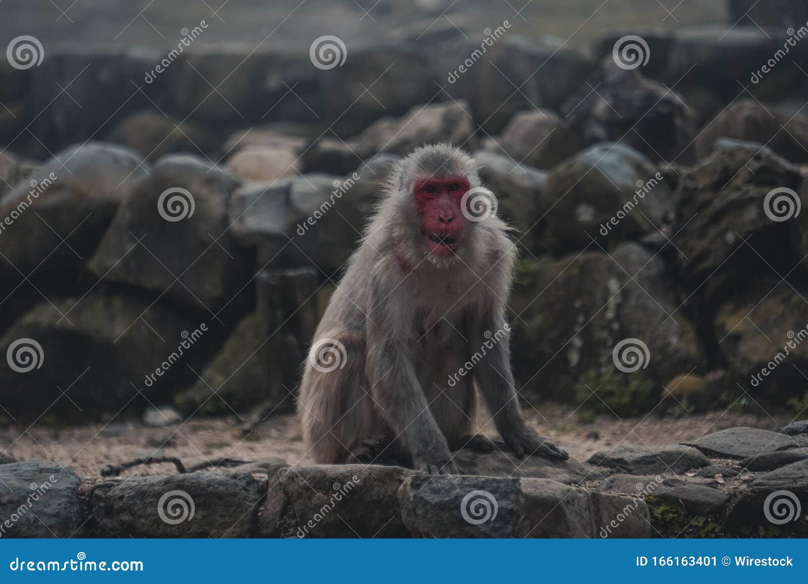 Scenery of a Grey Japanese Macaque with a Red Face Standing on Stones ...