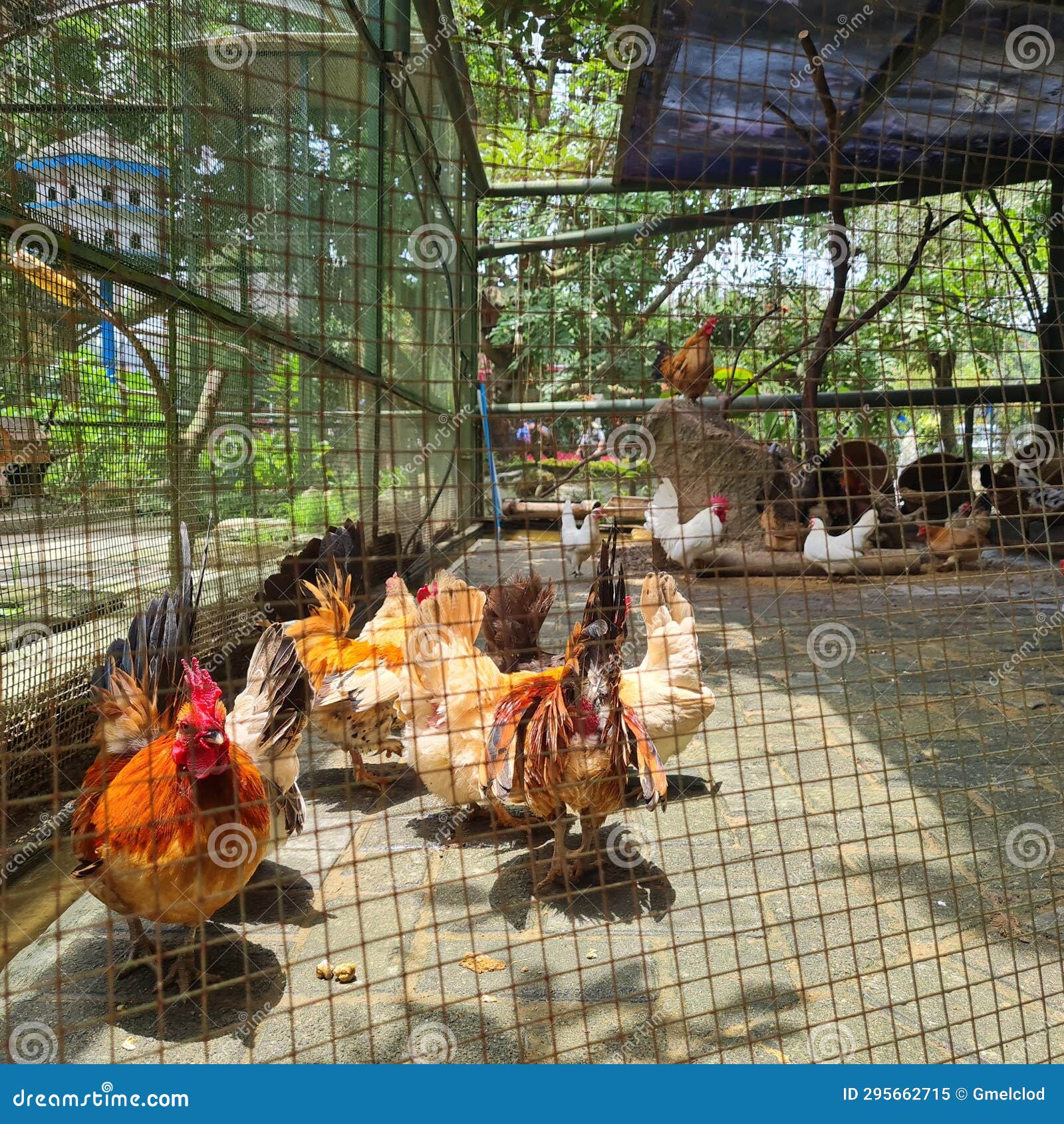 A Scenery of Hens in a Cage Stock Image - Image of hens, cage: 295662715