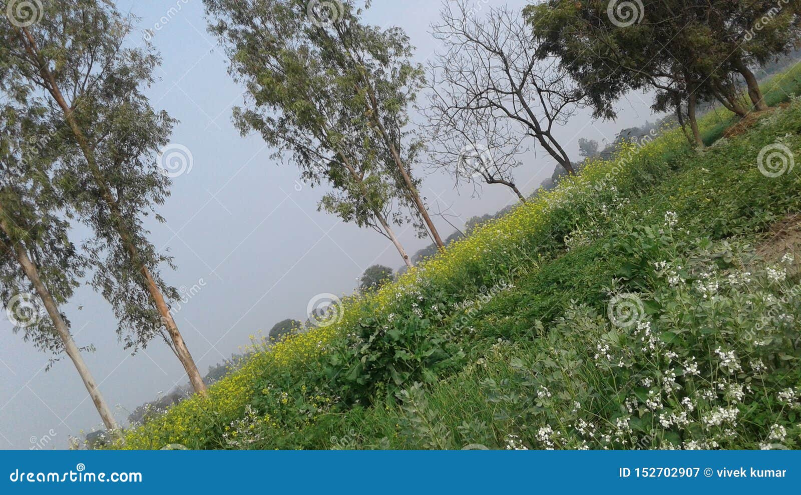 Scenery of India& X27;s Beautiful Farming Fields Stock Image - Image of ...