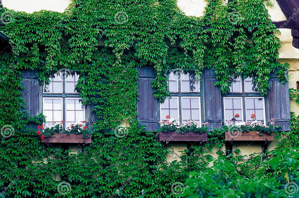 Scenery of Ivy Growing on House Stock Photo - Image of sunshine, window ...
