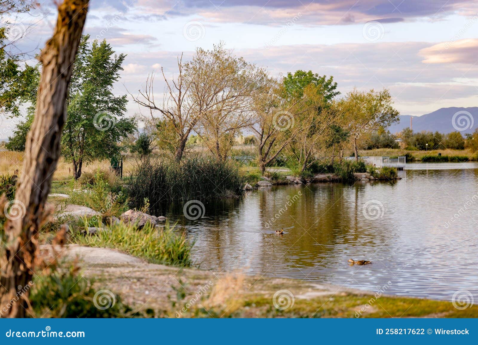 Scenery of a Lake with Trees and Water Plants in the Countryside Stock ...