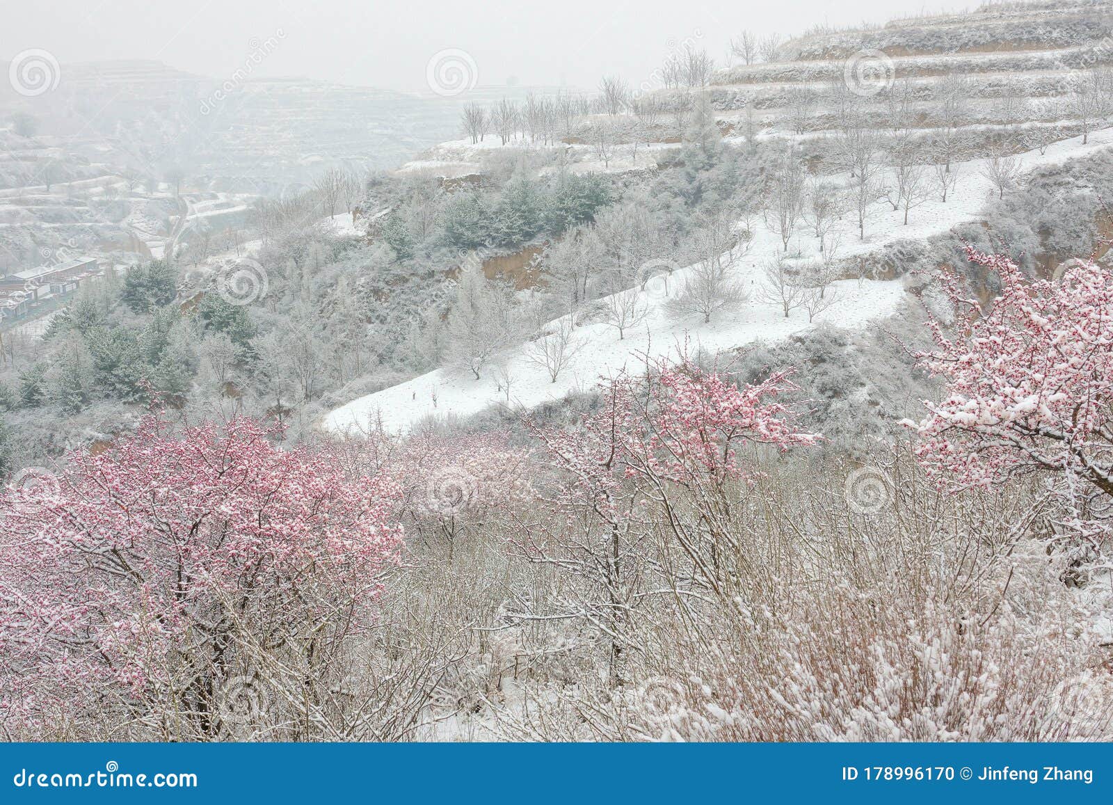 Mountain early spring stock photo. Image of apricot - 178996170