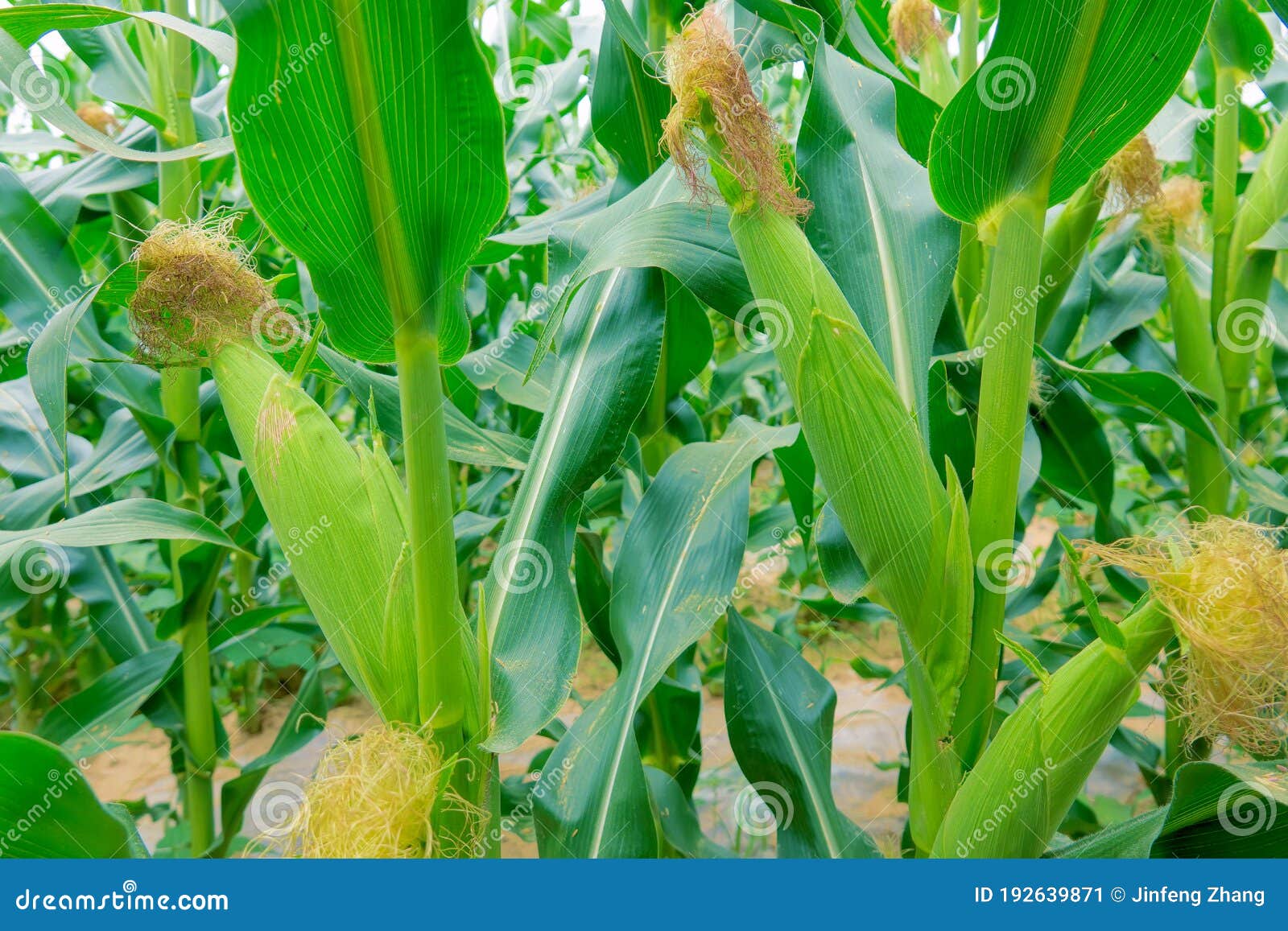 Maize field stock image. Image of heading, farming, fruit - 192639871