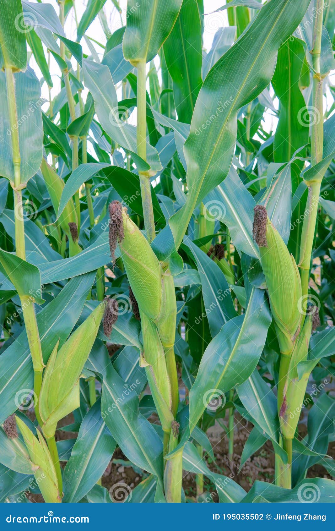 Maize field stock photo. Image of maize, fields, green - 195035502
