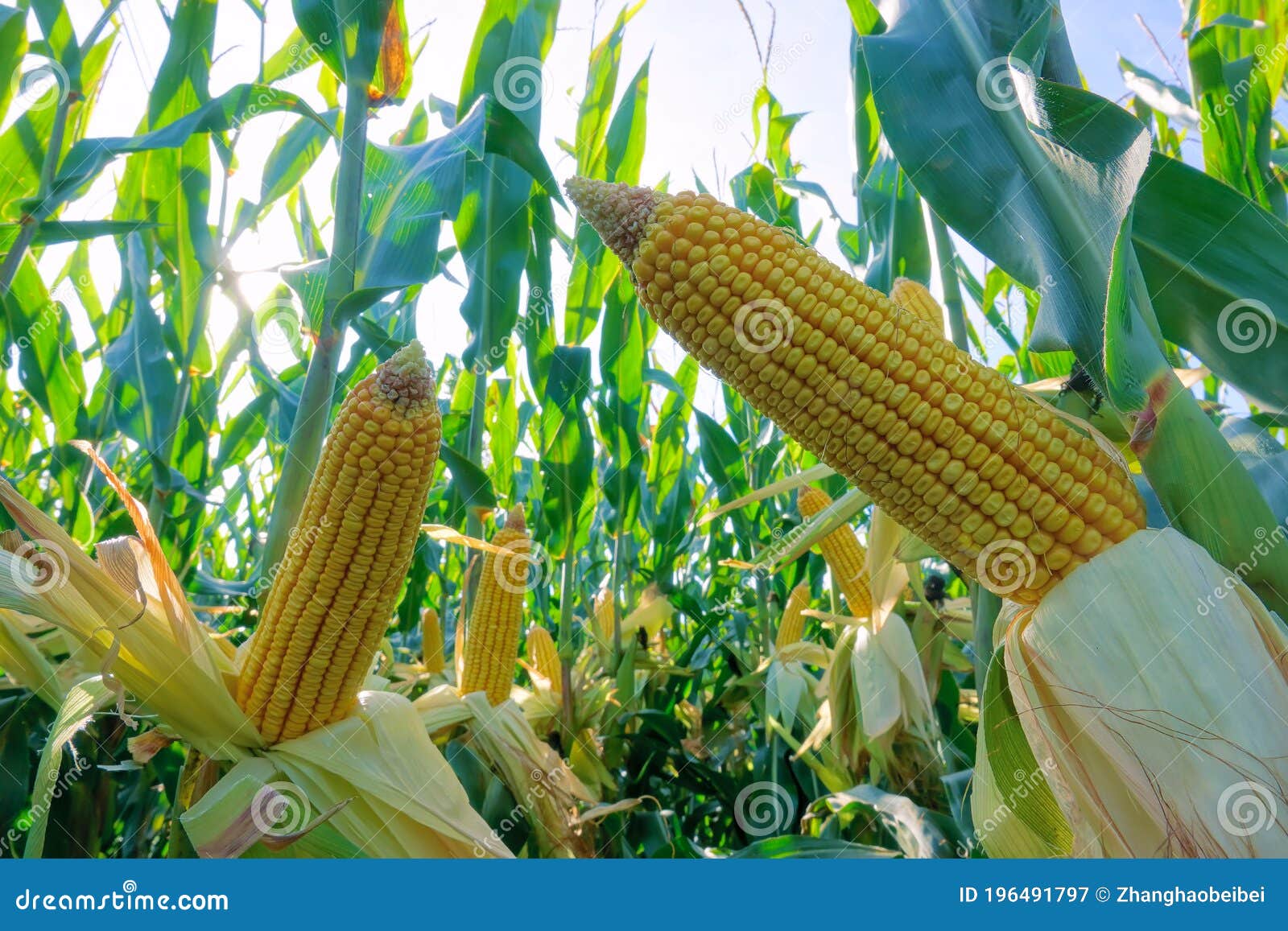 Maize field stock image. Image of field, corn, cropland - 196491797