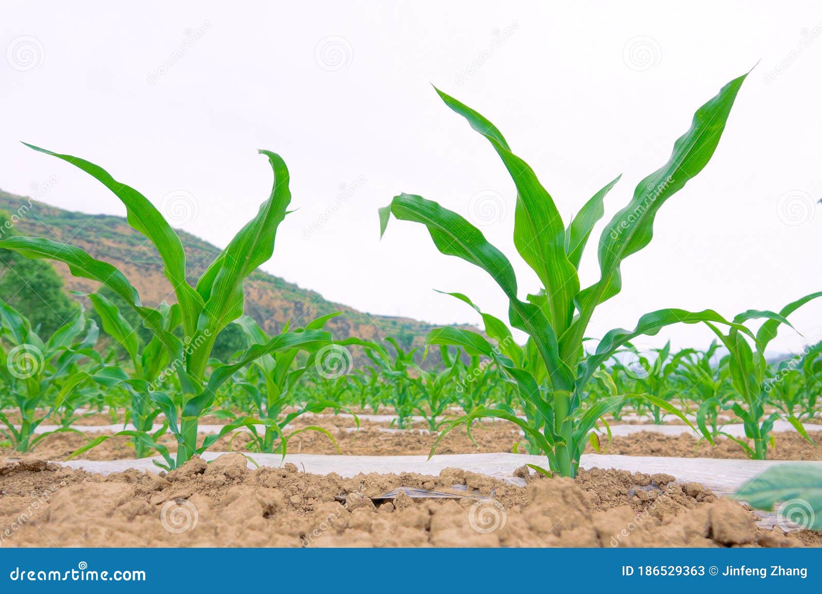 Maize field stock image. Image of farmland, cropland - 186529363