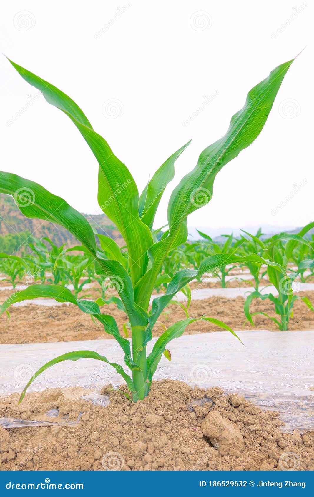 Maize field stock photo. Image of crop, film, scenery - 186529632