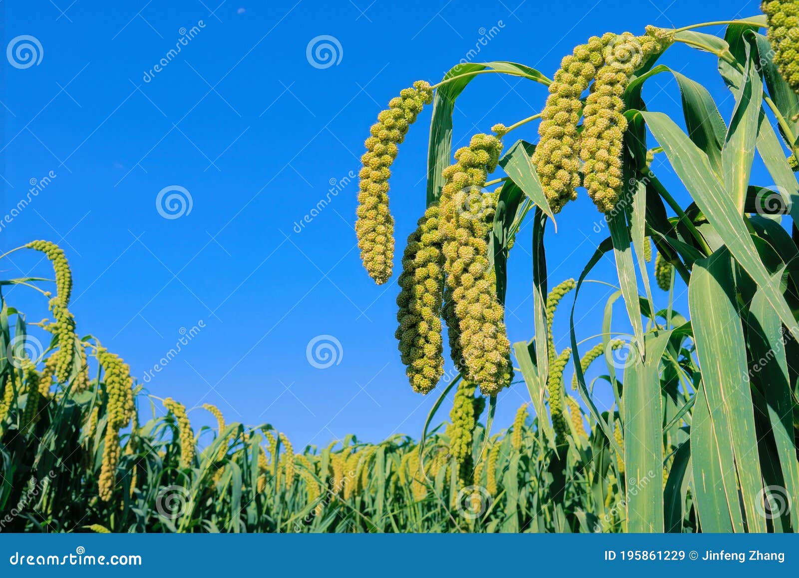 Millet field stock image. Image of emblement, farmland - 195861229