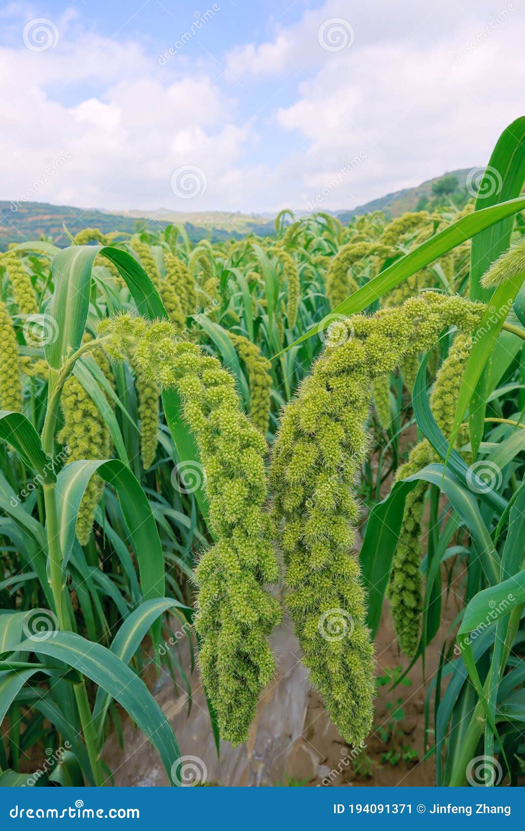 Millet field stock image. Image of foxtail, plant, farm - 194091371