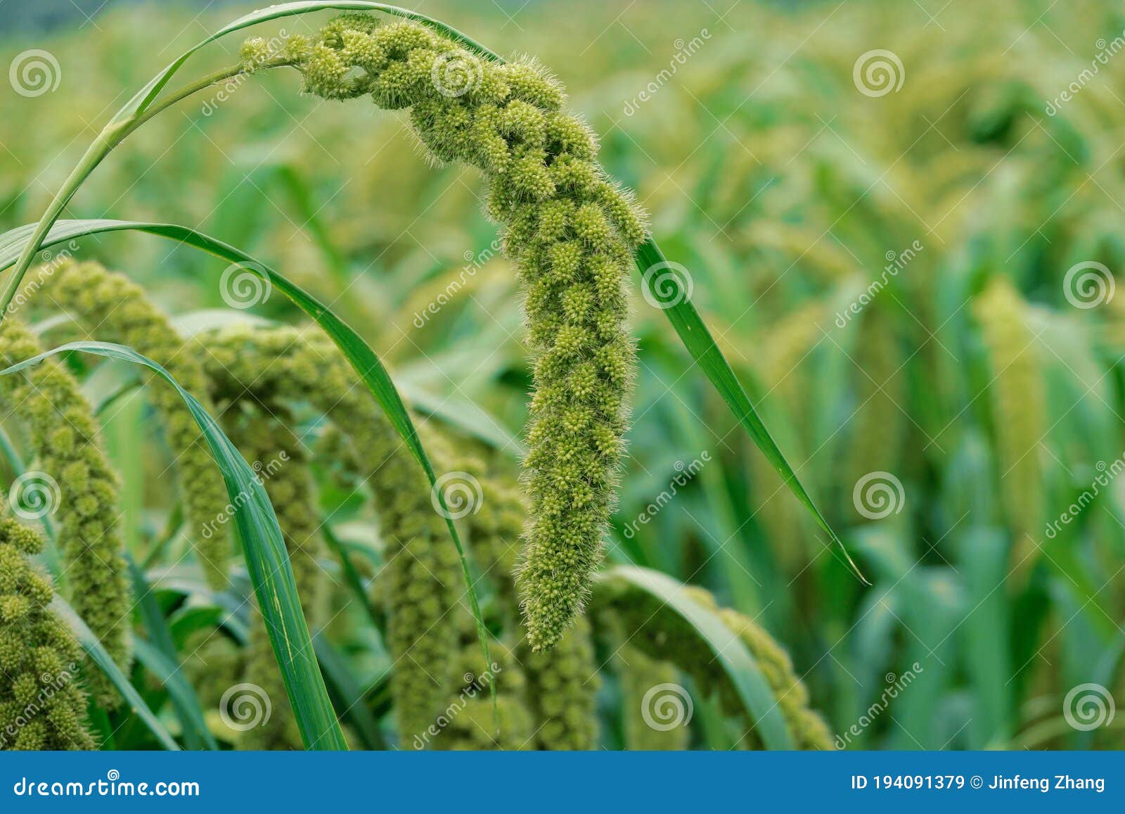 Millet field stock image. Image of nature, emblement - 194091379