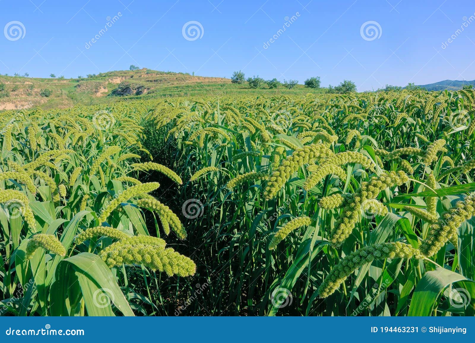 Millet field stock image. Image of crop, landscape, green - 194463231