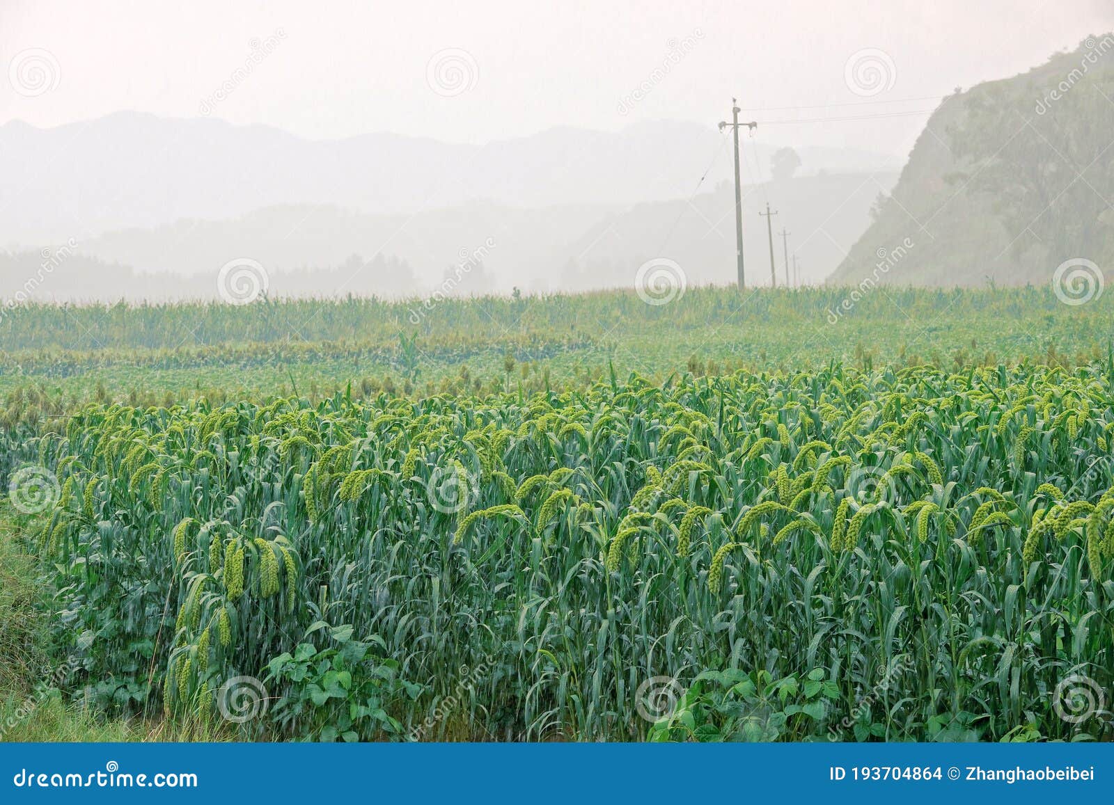 Scenery of millet field stock photo. Image of overcase - 193704864