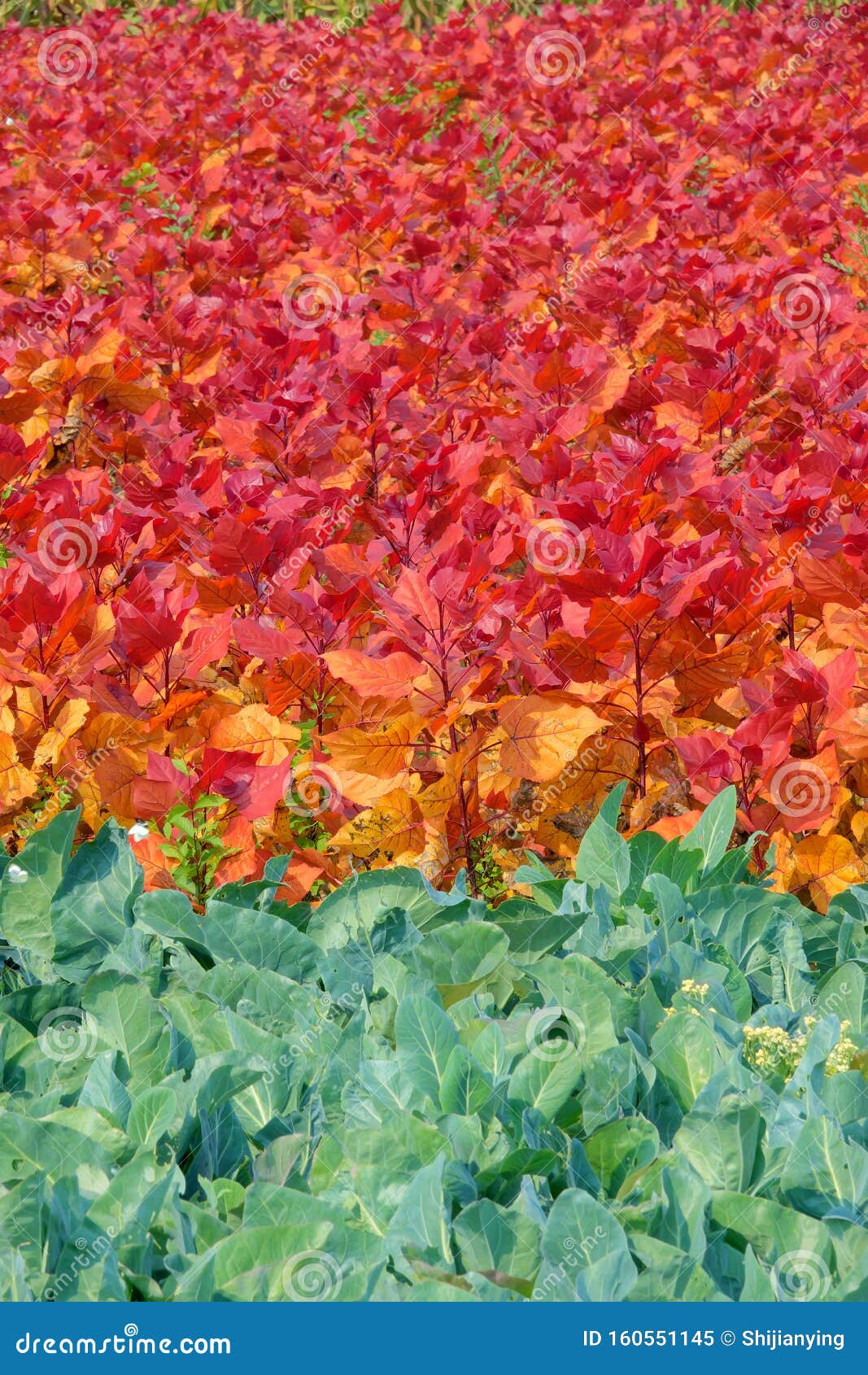 Red populus stock image. Image of populus, green, scenic - 160551145