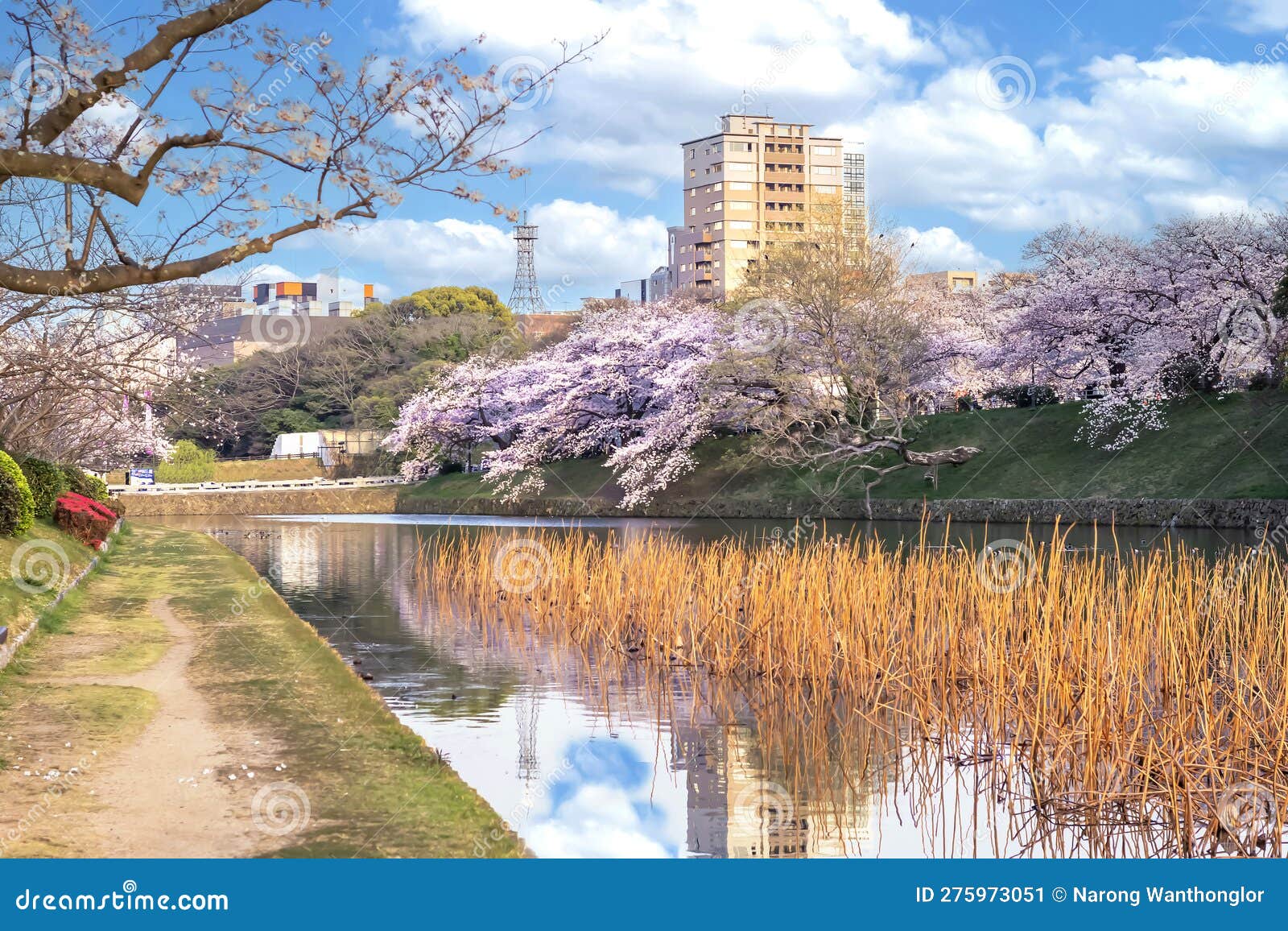 Cherry Blossoms in the Park Stock Image - Image of park, nature: 275973051