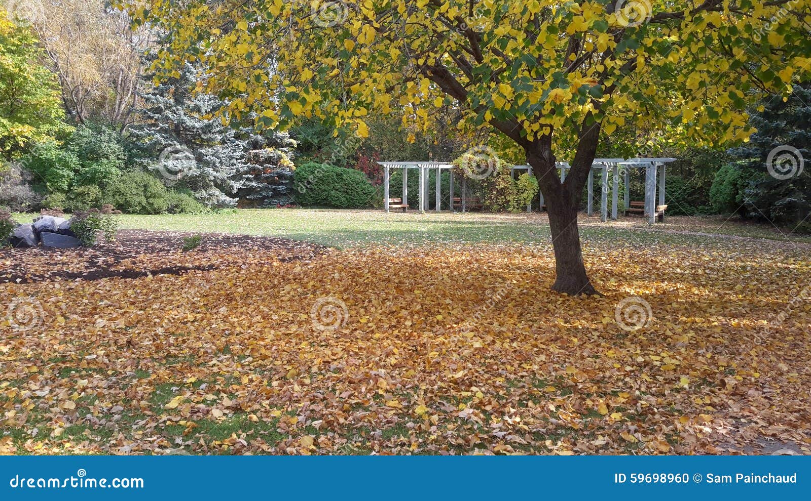 Scenery at the park stock photo. Image of yellow, fall - 59698960