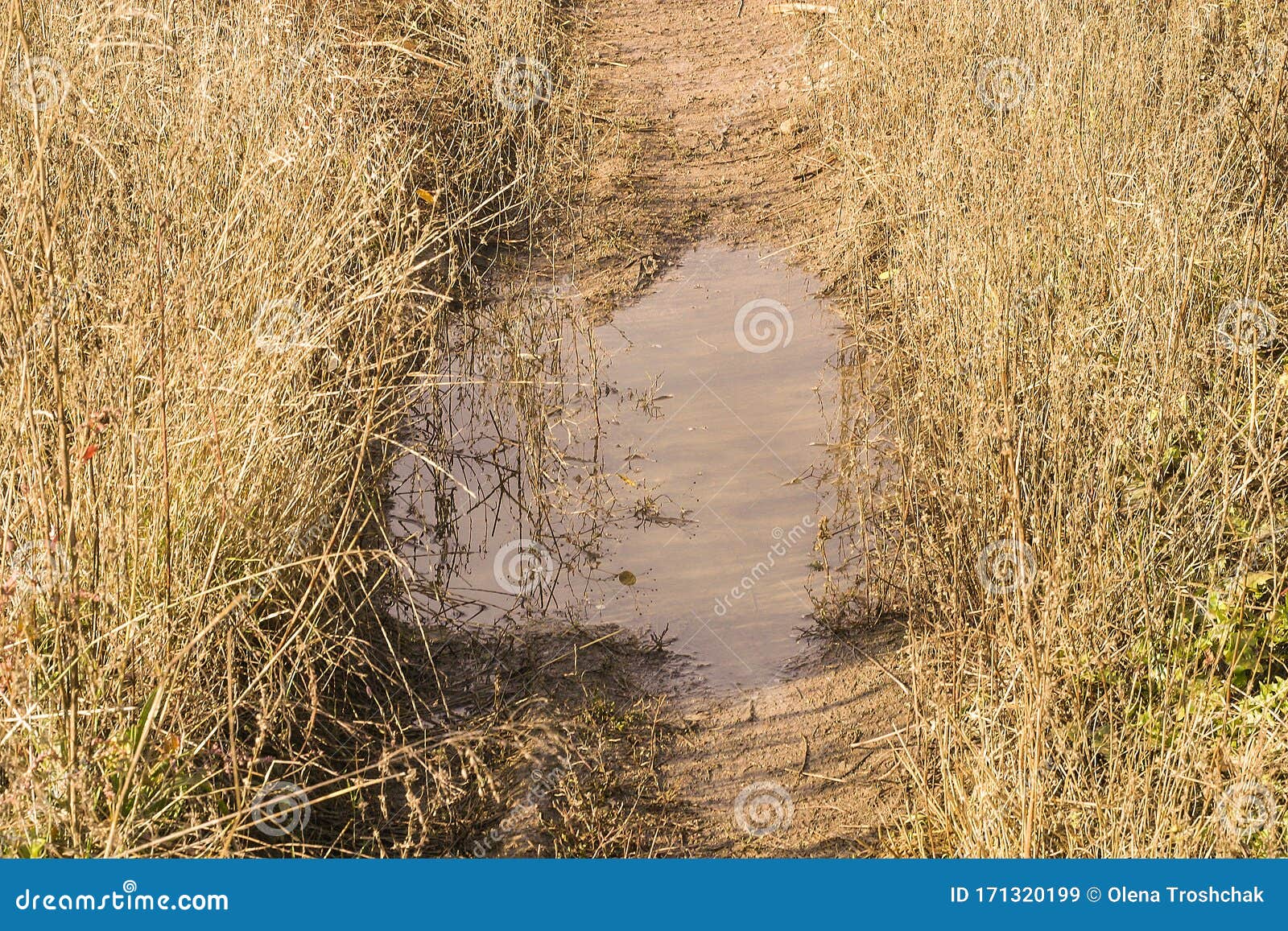Weed Grasses Grown And Mud Puddle Royalty-Free Stock Photo ...