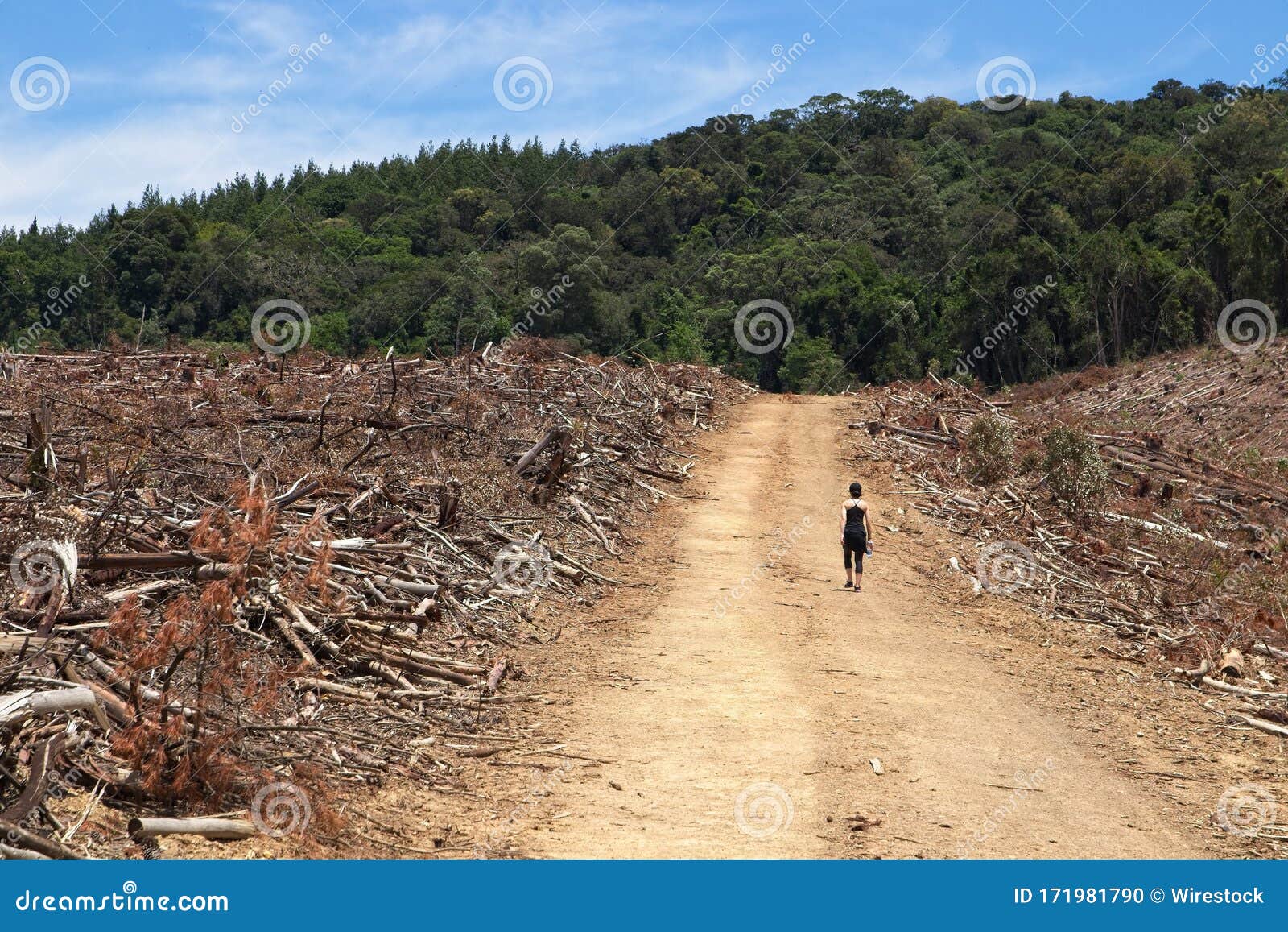 Scenery of a Person Walking through a Pathway Leading To the Forest ...