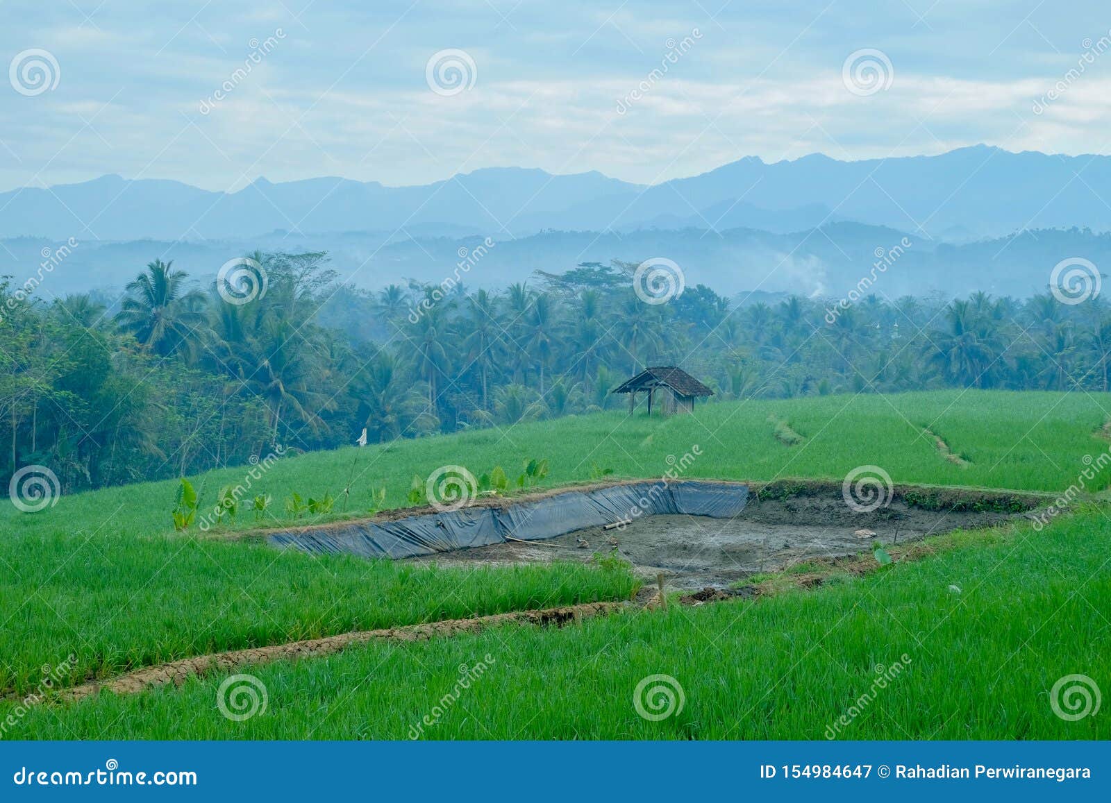 Scenery of Rice Field and Dried Pond Stock Image - Image of land ...