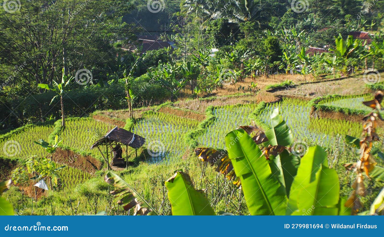 A Scenery of Rice Plantation at the Mountain Slope Stock Photo - Image ...