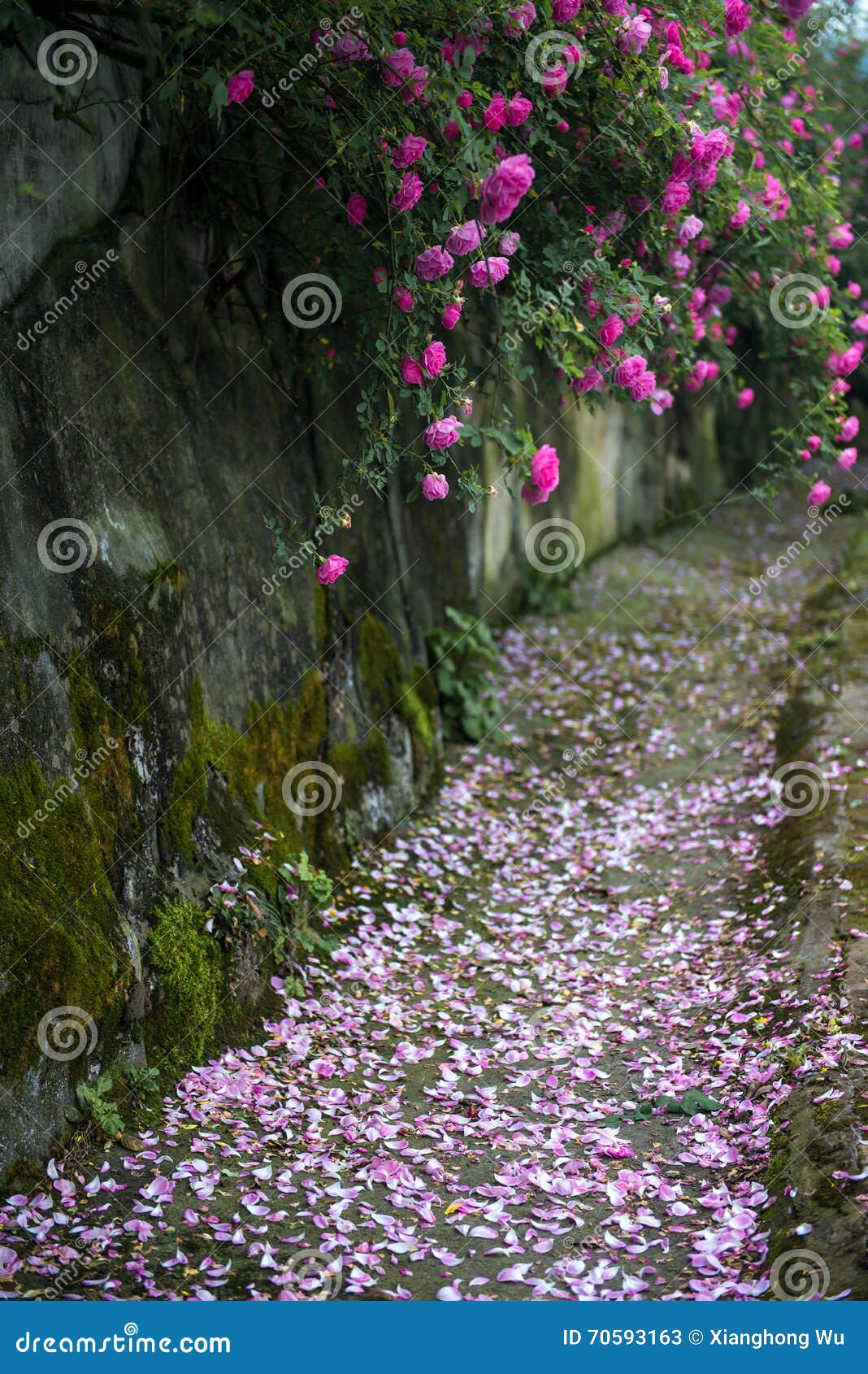 The scenery in rose garden stock image. Image of concerto - 70593163