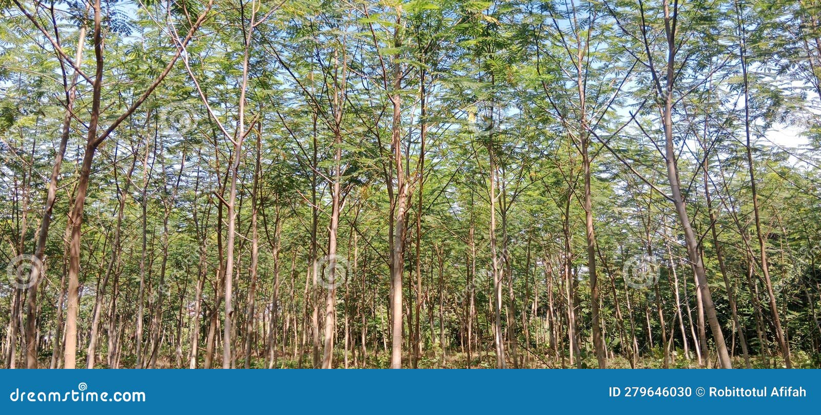 The Scenery Sengon Trees Planted in the Fields. Two Years Old Tree ...