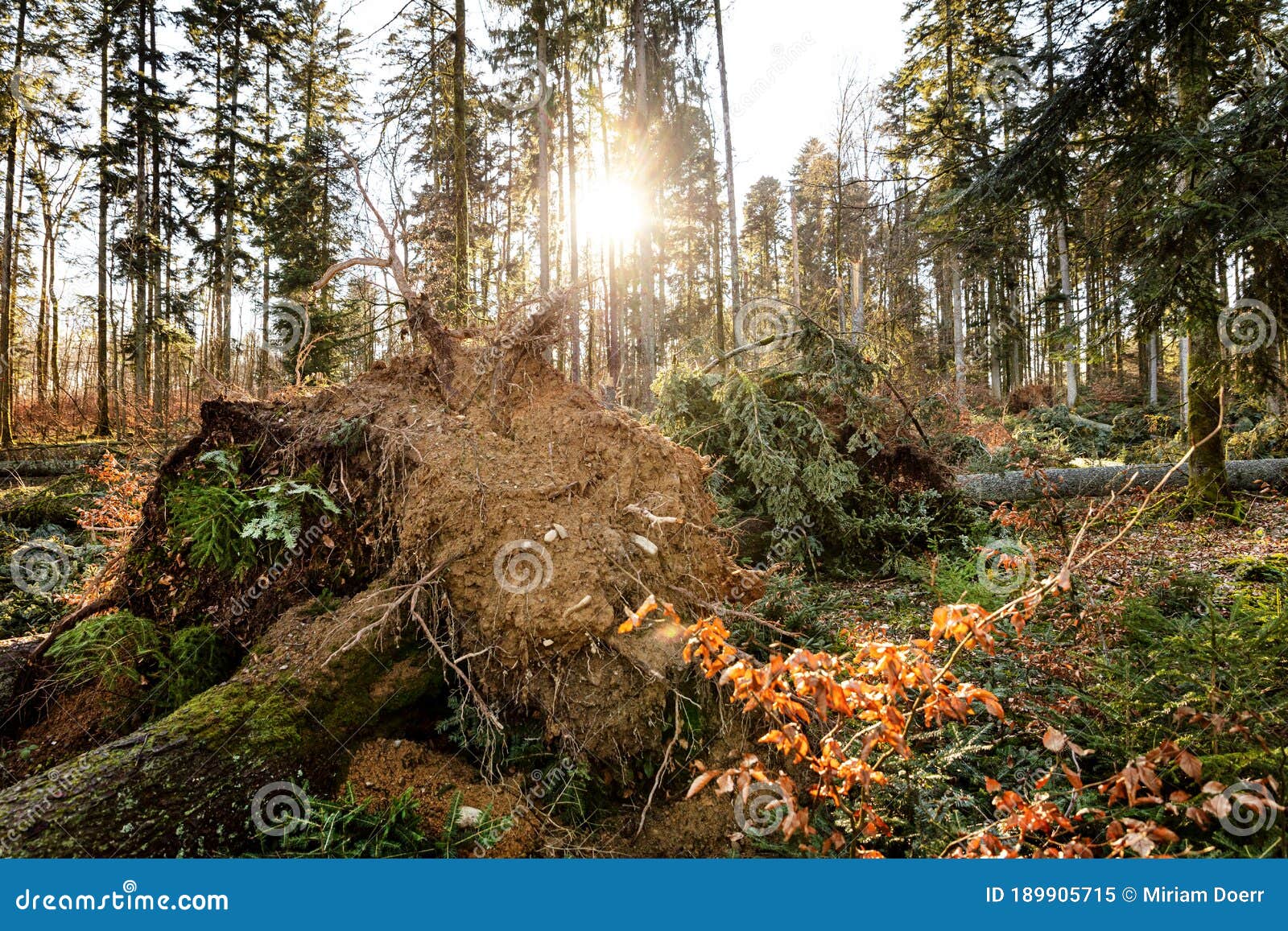 Scenery Shot of a Storm Damaged Forest, Broken Trees after Hurricane in ...