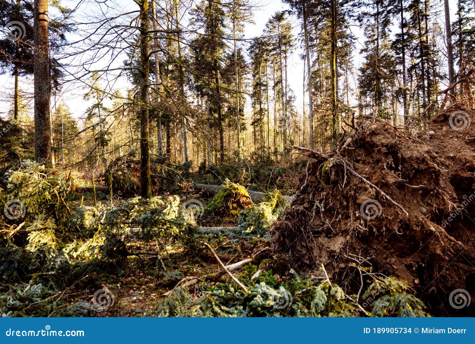 Scenery Shot of a Storm Damaged Forest, Broken Trees after Hurricane in ...