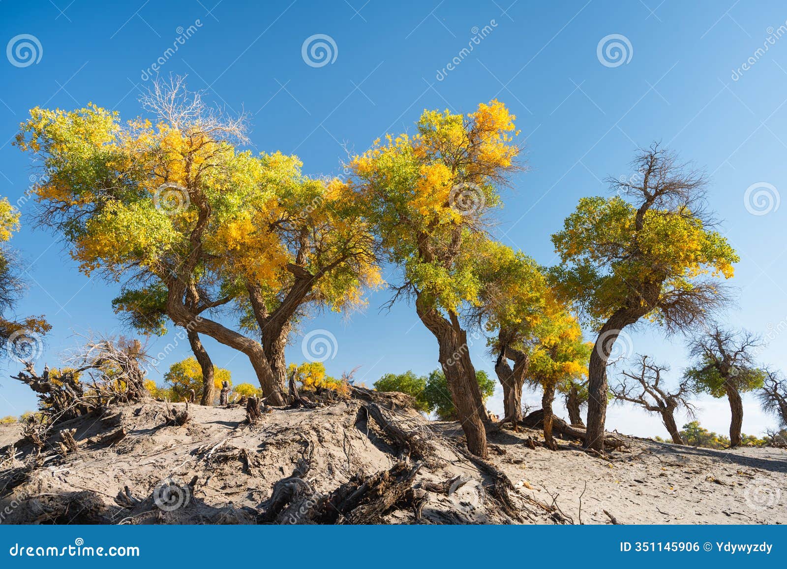 The Scenery of Sidao Bridge in Ejina Populus Euphratica Forest, Inner ...