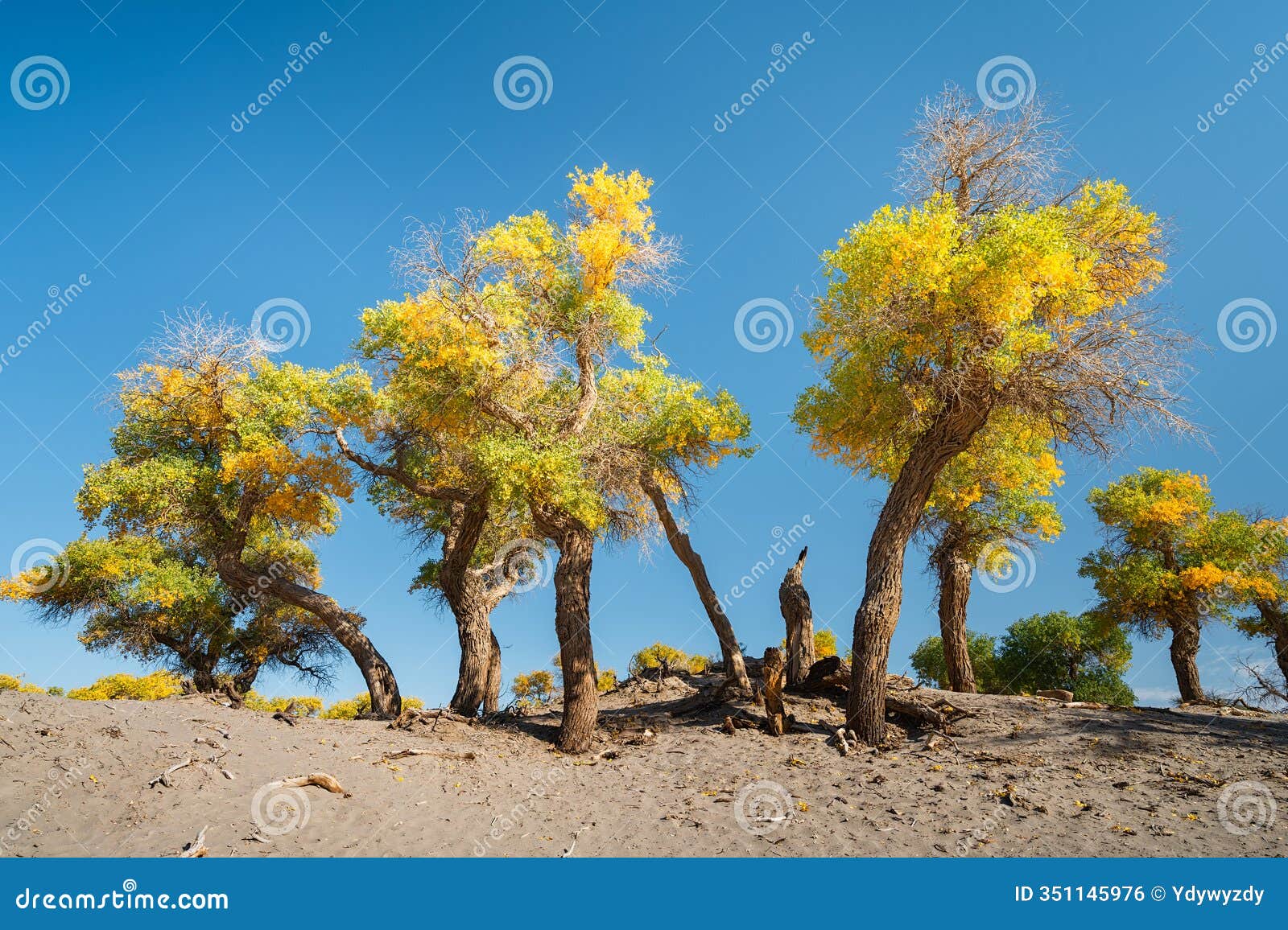 The Scenery of Sidao Bridge in Ejina Populus Euphratica Forest, Inner ...