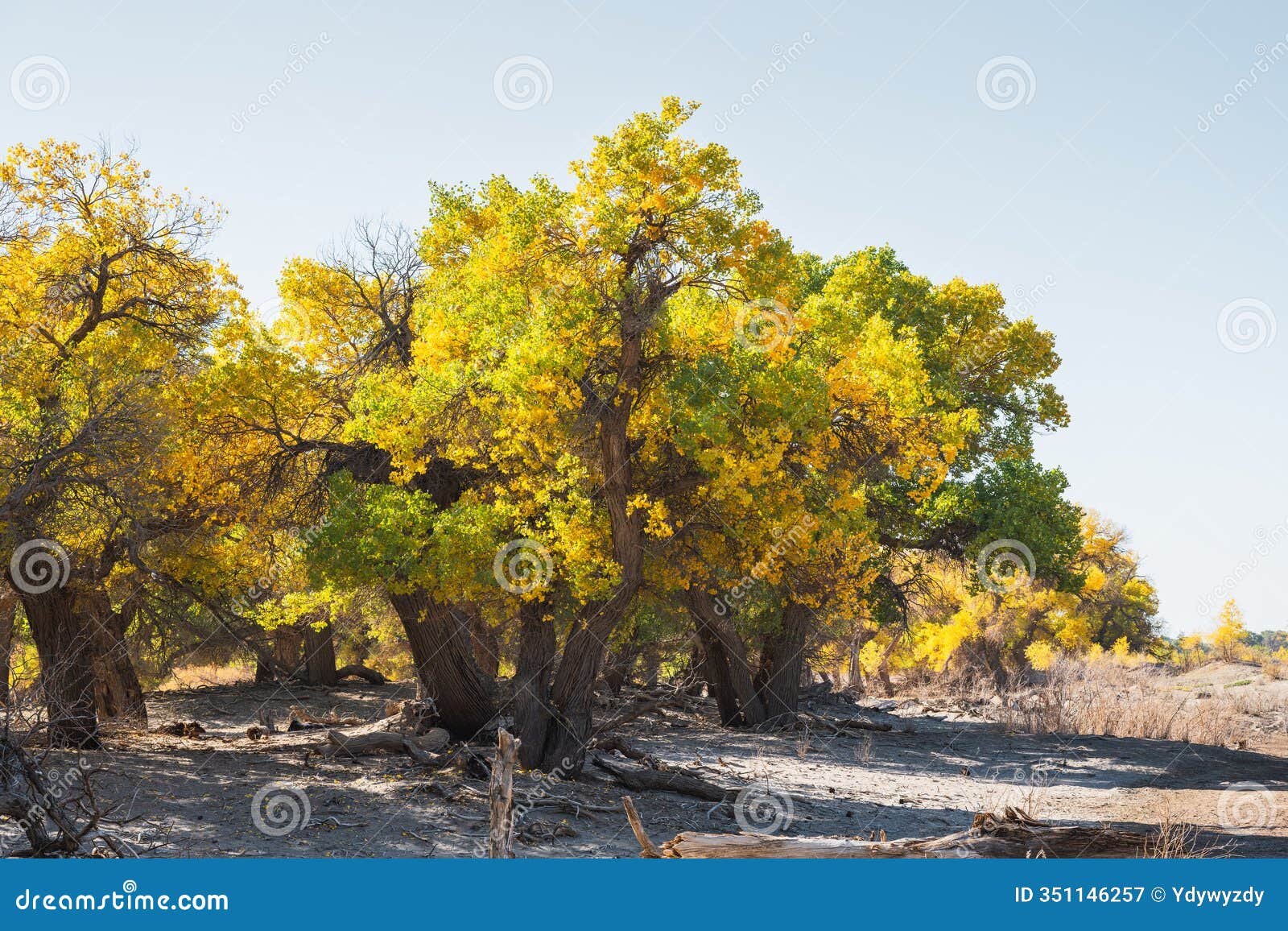 The Scenery of Sidao Bridge in Ejina Populus Euphratica Forest, Inner ...