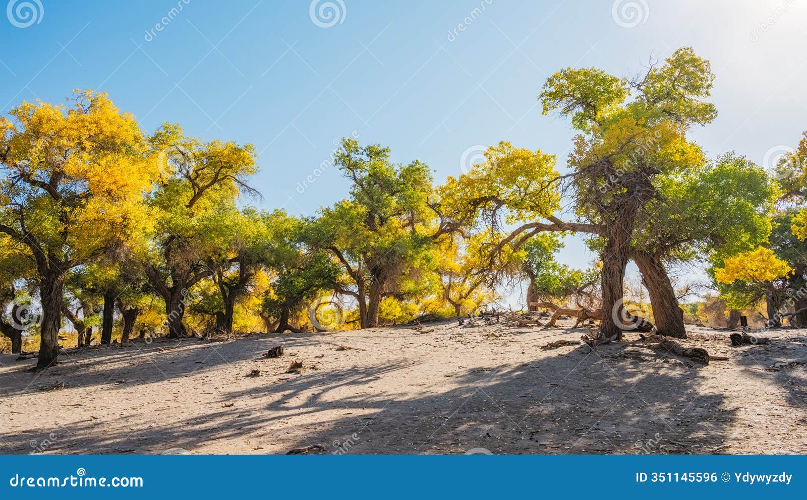The Scenery of Sidao Bridge in Ejina Populus Euphratica Forest, Inner ...