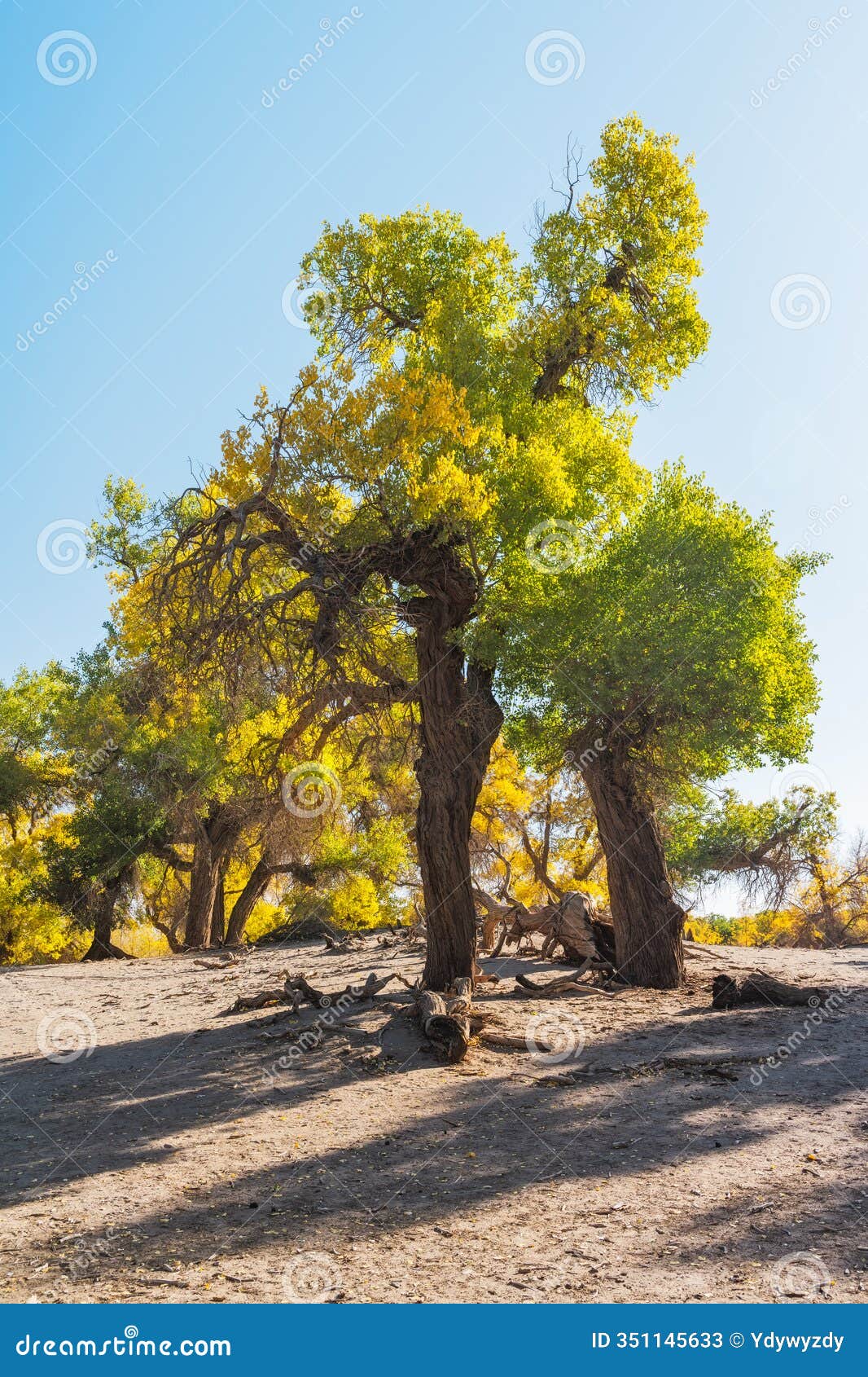 The Scenery of Sidao Bridge in Ejina Populus Euphratica Forest, Inner ...