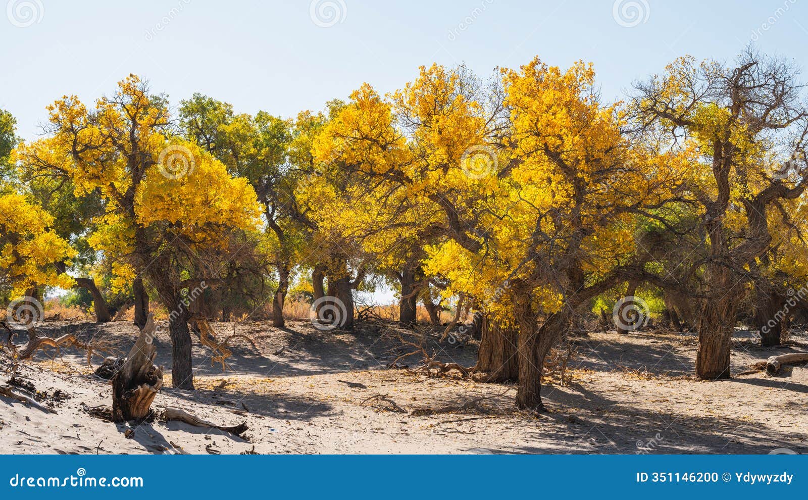 The Scenery of Sidao Bridge in Ejina Populus Euphratica Forest, Inner ...