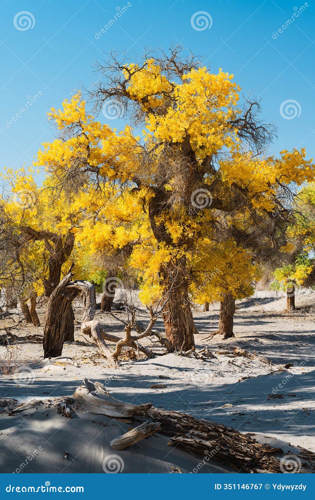 The Scenery of Sidao Bridge in Ejina Populus Euphratica Forest, Inner ...