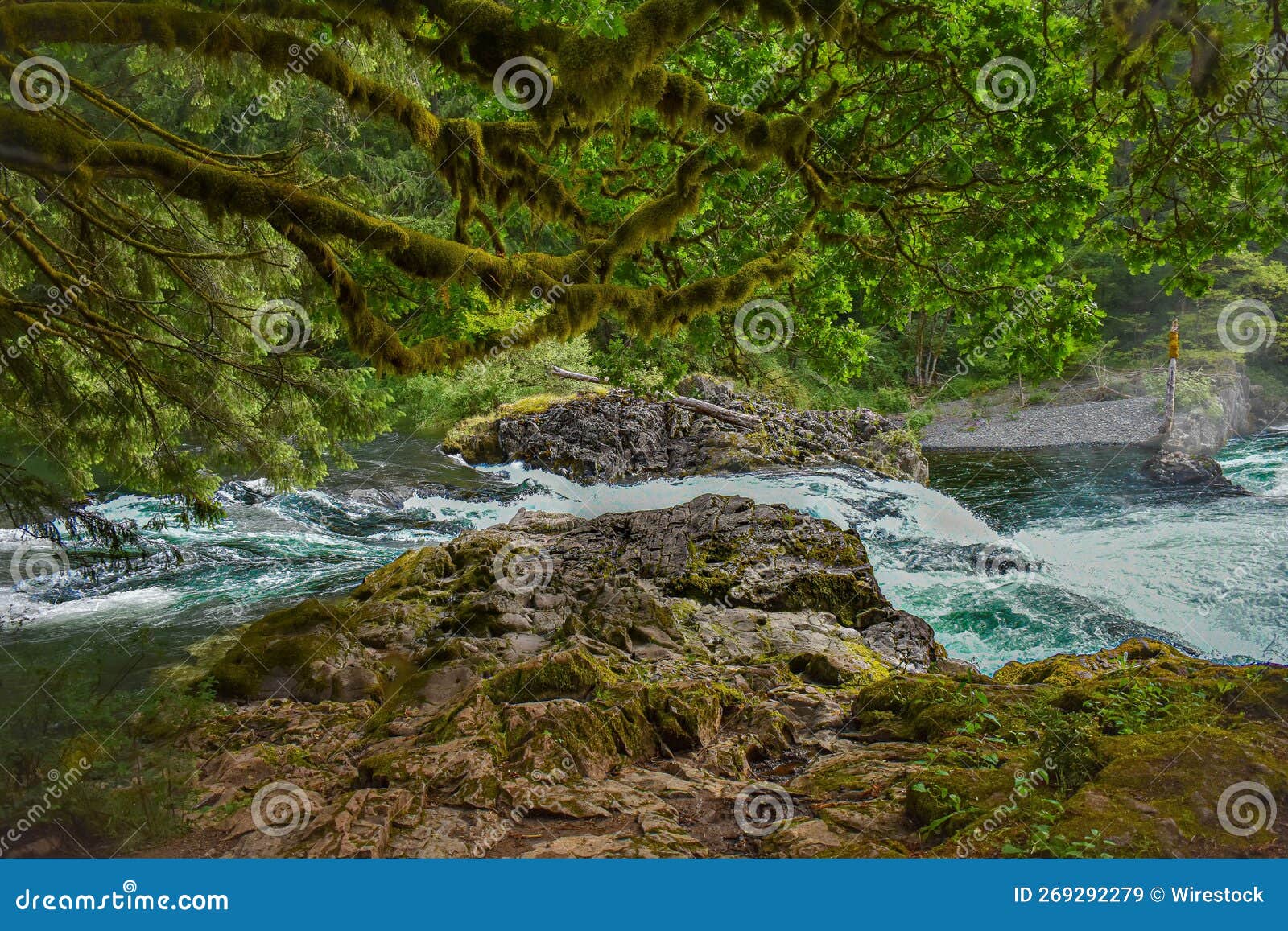 Scenery of a Small River Flowing through Lush Trees in the Daylight ...