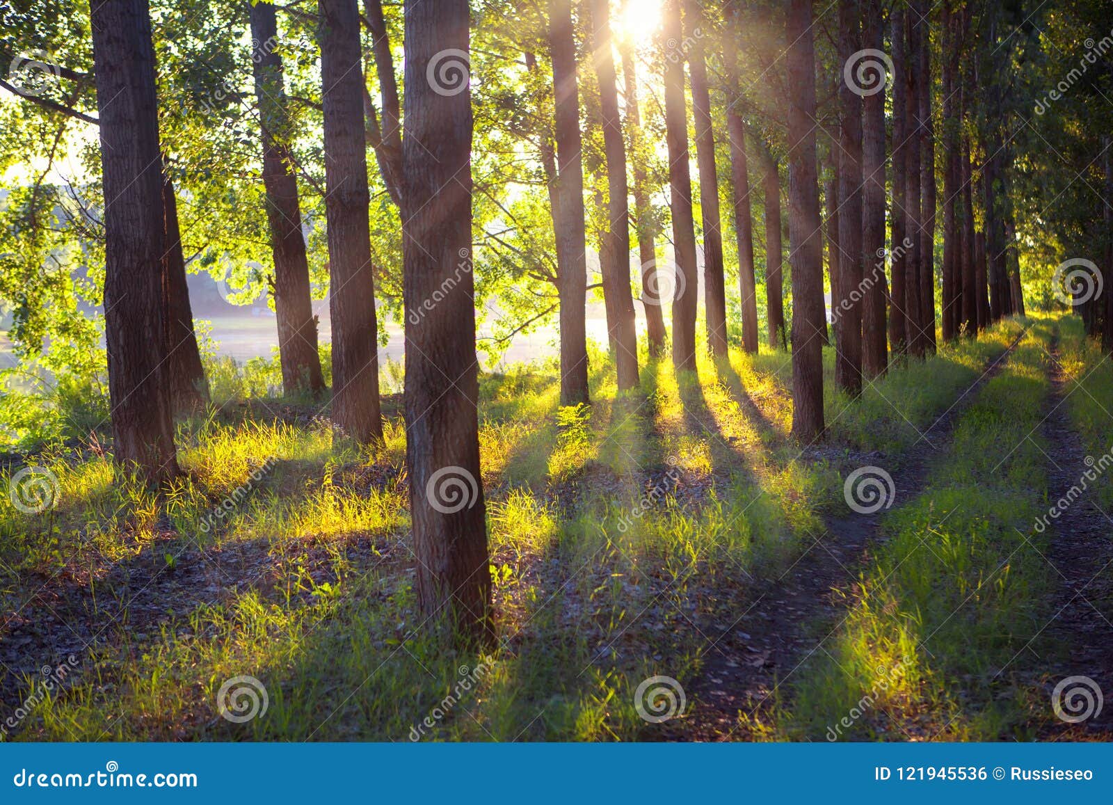 Sun rays through trees stock photo. Image of sunny, idyllic - 121945536