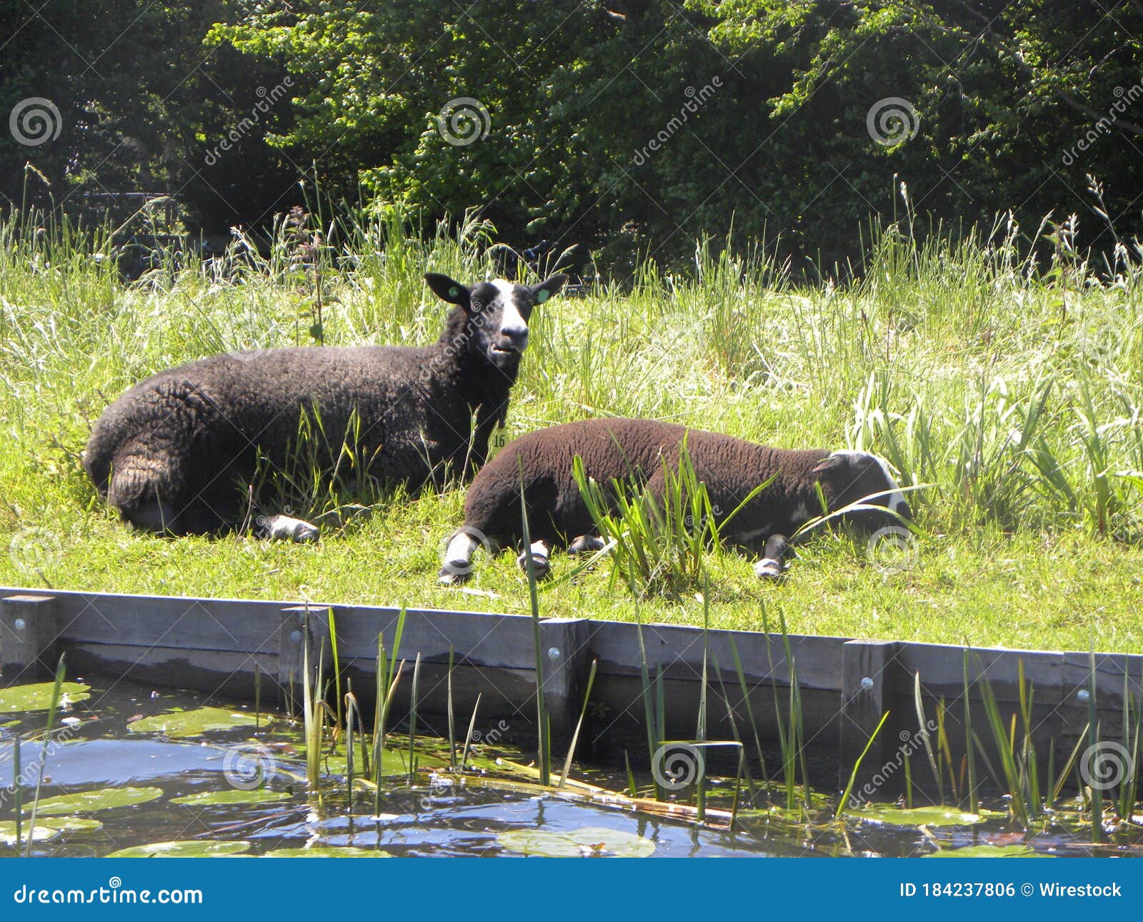 Scenery of Two Black and White Sheep Lying on the Grass Stock Photo ...