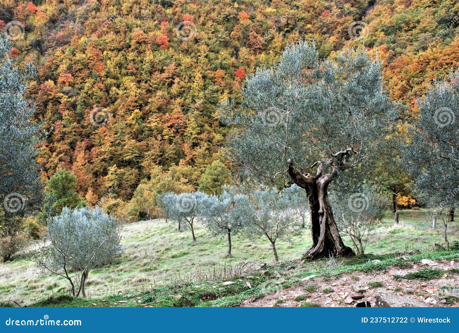 Scenery in Umbria in Autumn Stock Photo - Image of italy, blooming ...